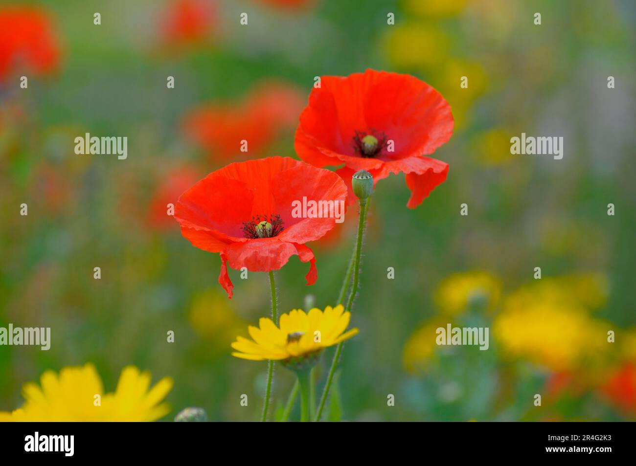 Poppy mix hi-res stock photography and images - Alamy