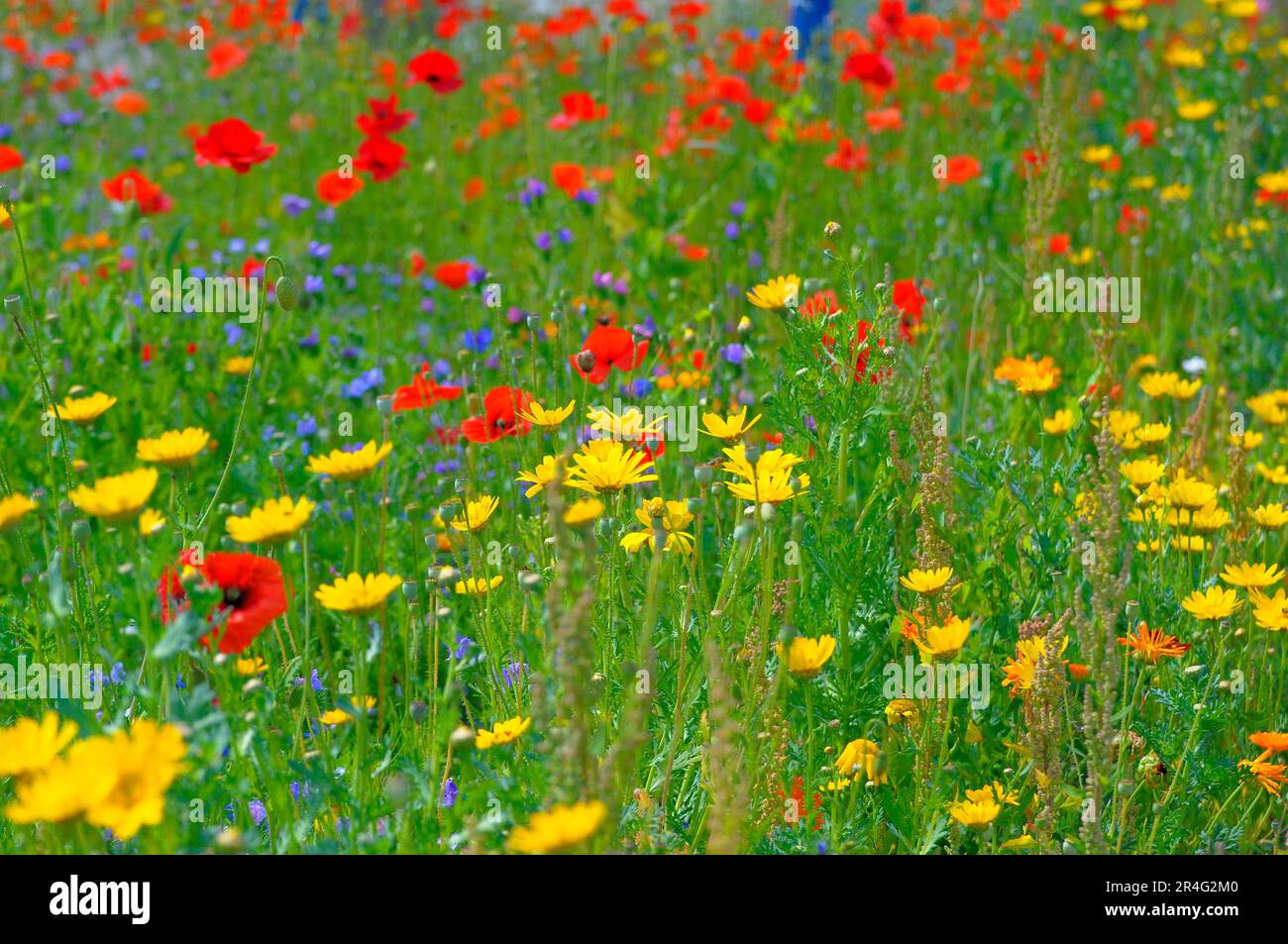 Corn poppy in meadow, flower mix, wild flowers Stock Photo - Alamy