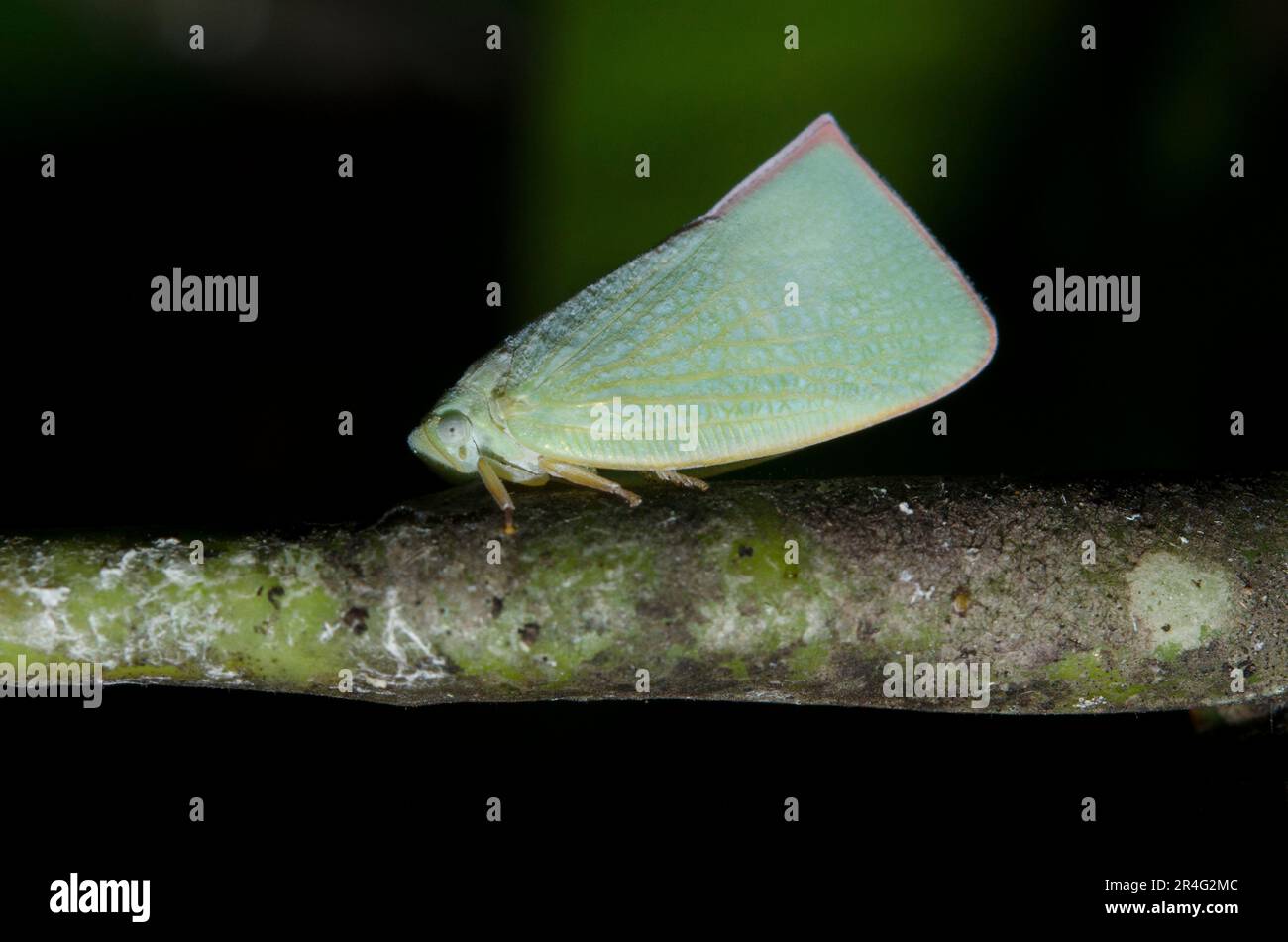 Planthopper on plant stem hi-res stock photography and images - Alamy