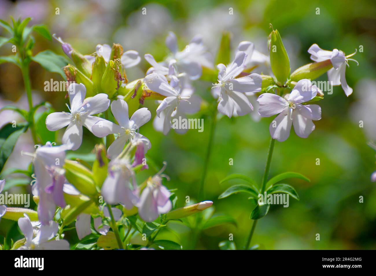 True soapwort soap root (Saponaria officinalis Stock Photo - Alamy