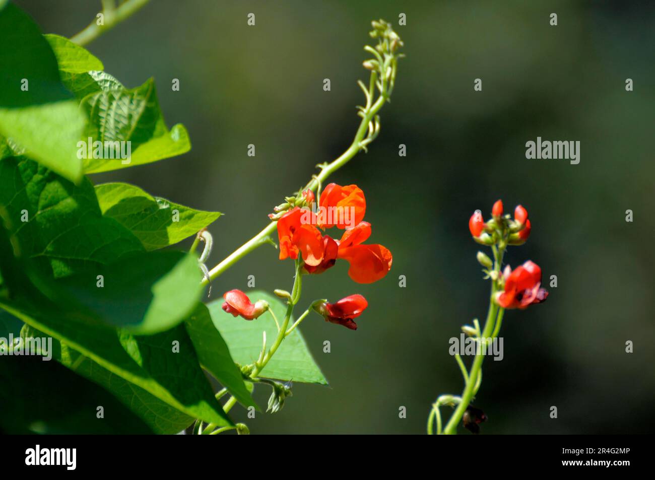 Fire bean flowering in the garden Stock Photo - Alamy