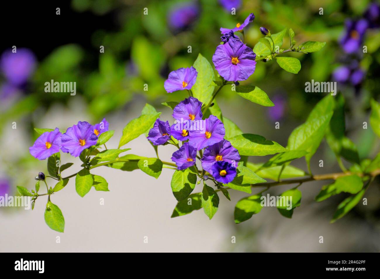 Nightshade, flowering in the blue potato bush (Solanum rantonnetii ...