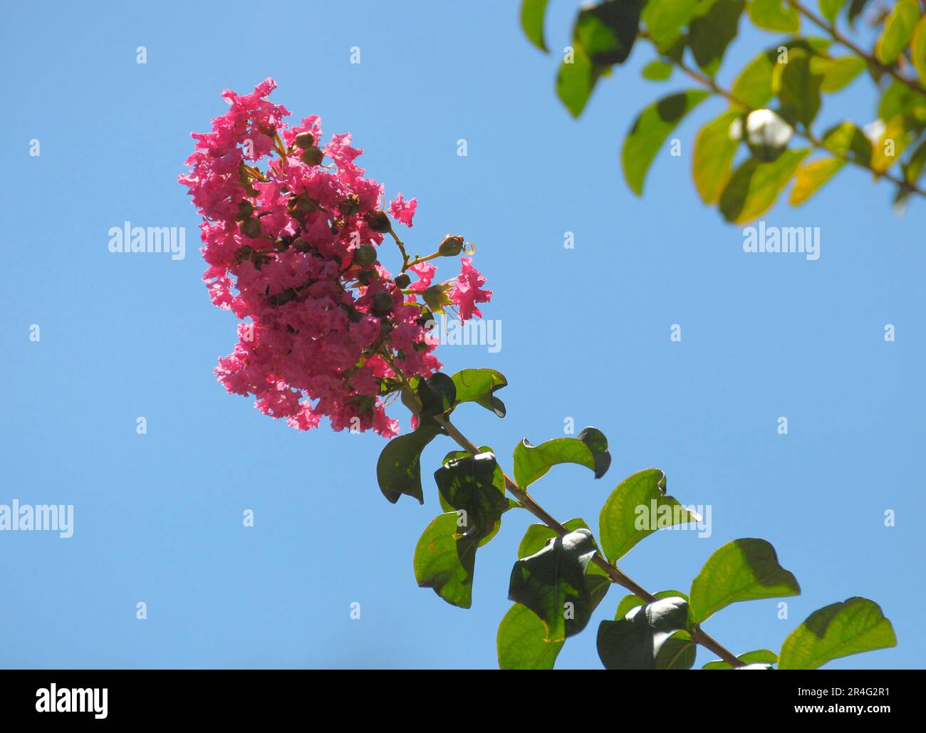 Bearing current (Lagerstroemia) indica, flowering, crepe myrtle Stock ...