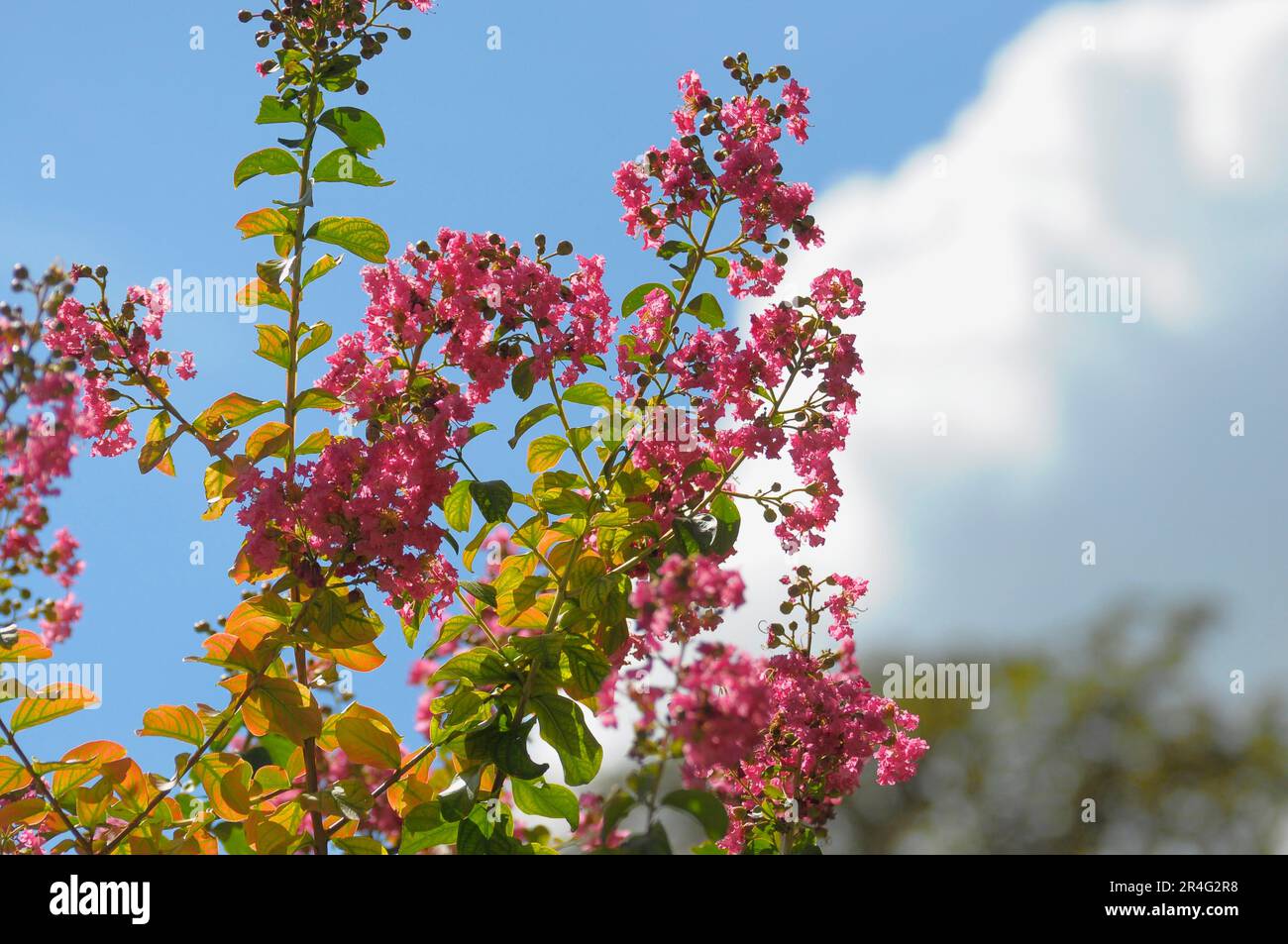 Bearing current (Lagerstroemia) indica, flowering, crepe myrtle Stock ...