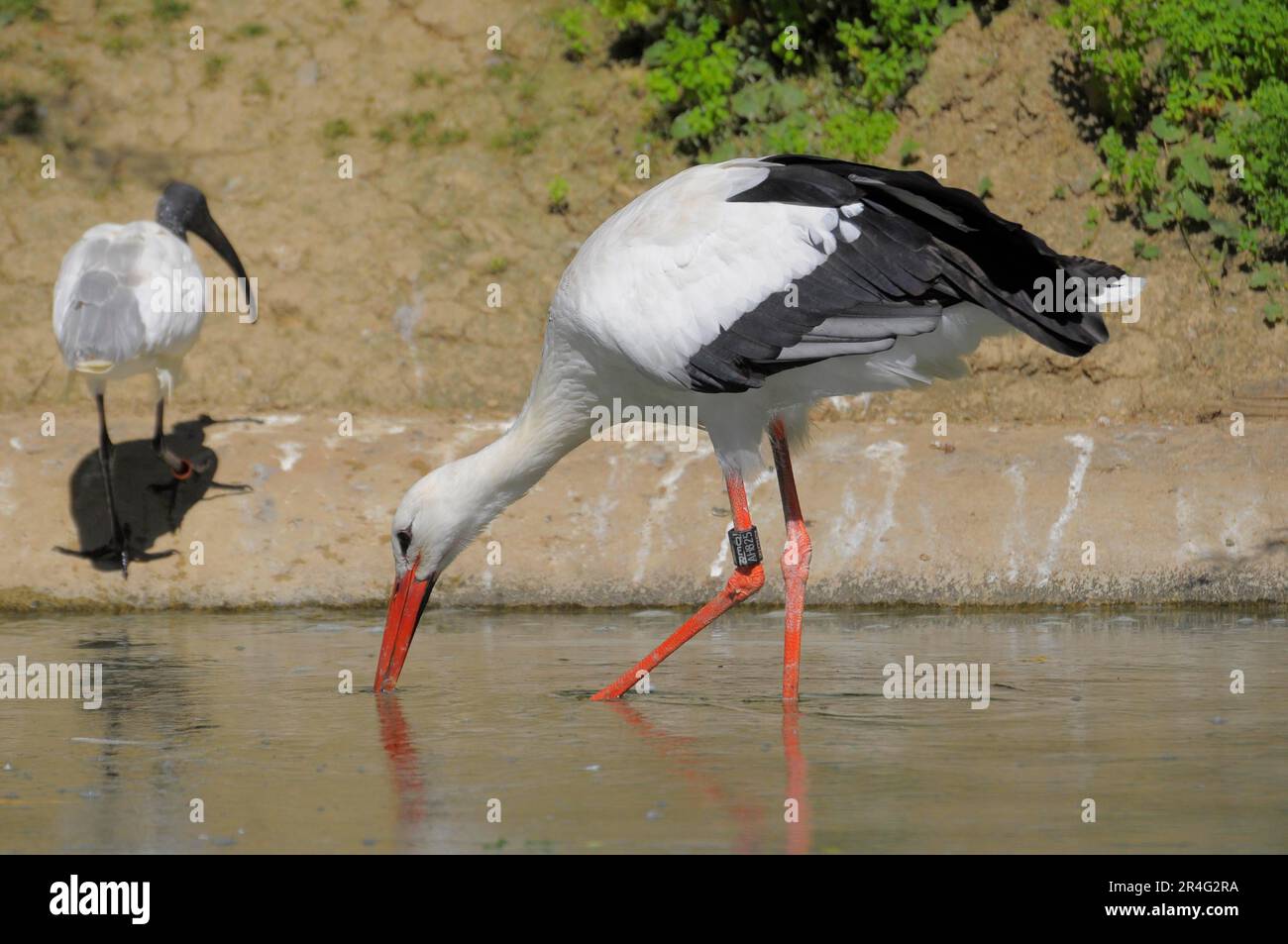 White stork foraging in a pond, spoonbill, Bluehendes Barock ...