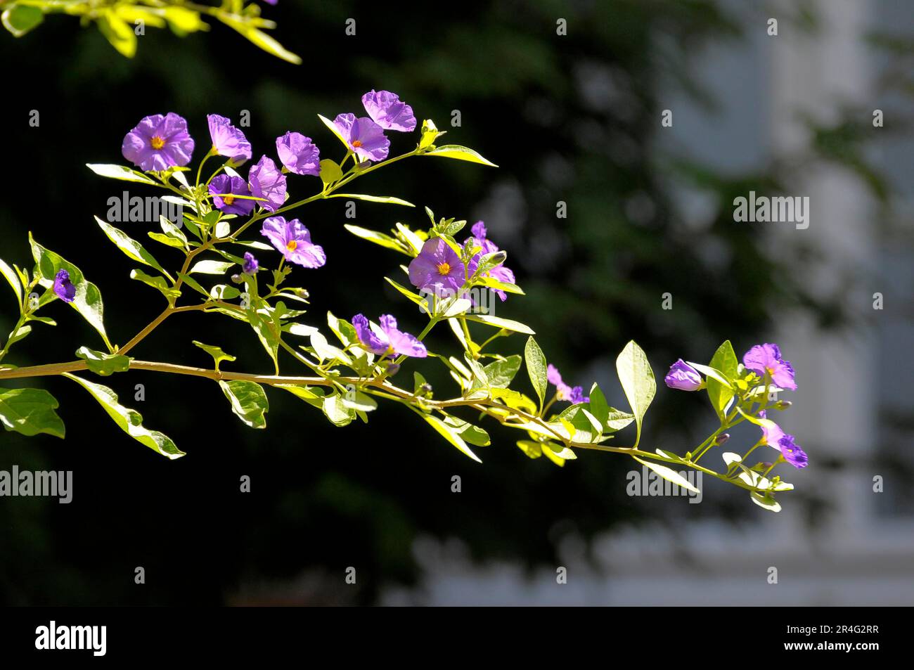 Nightshade, flowering in the blue potato bush (Solanum rantonnetii ...