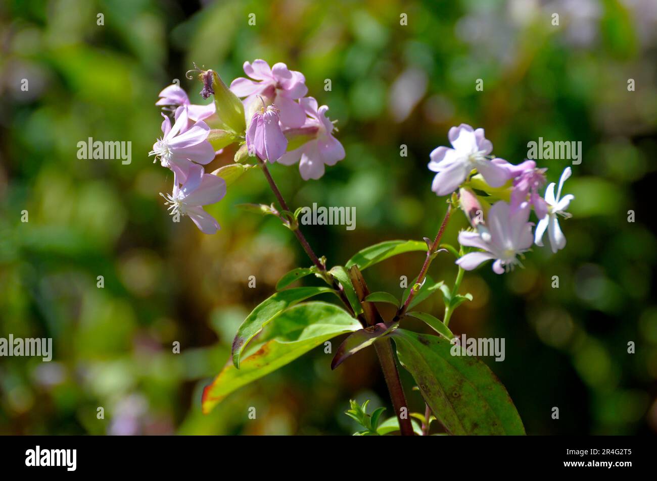Soap root hi-res stock photography and images - Alamy