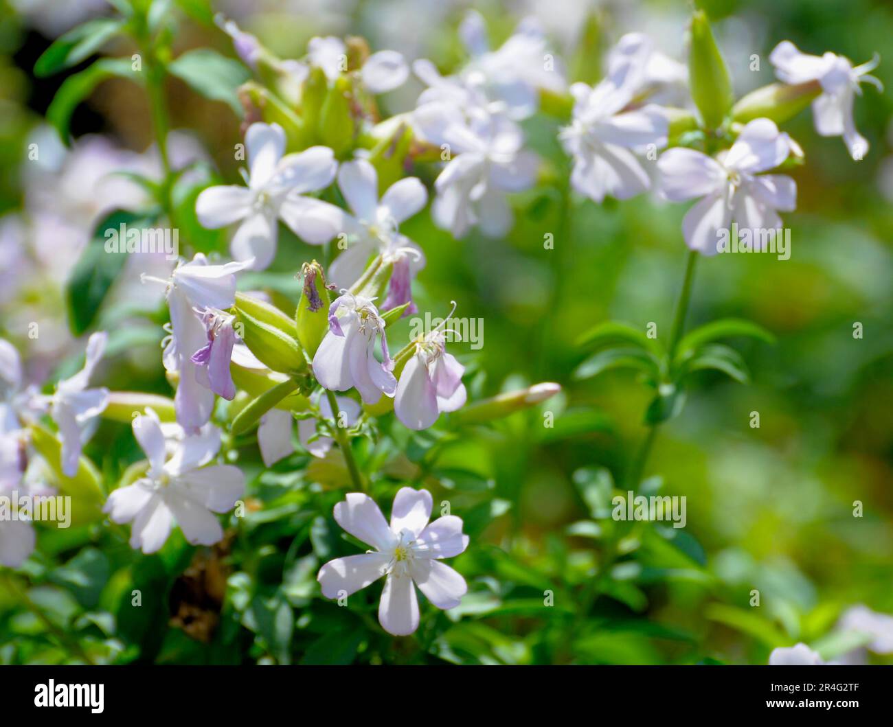 Saponaria root hi-res stock photography and images - Alamy