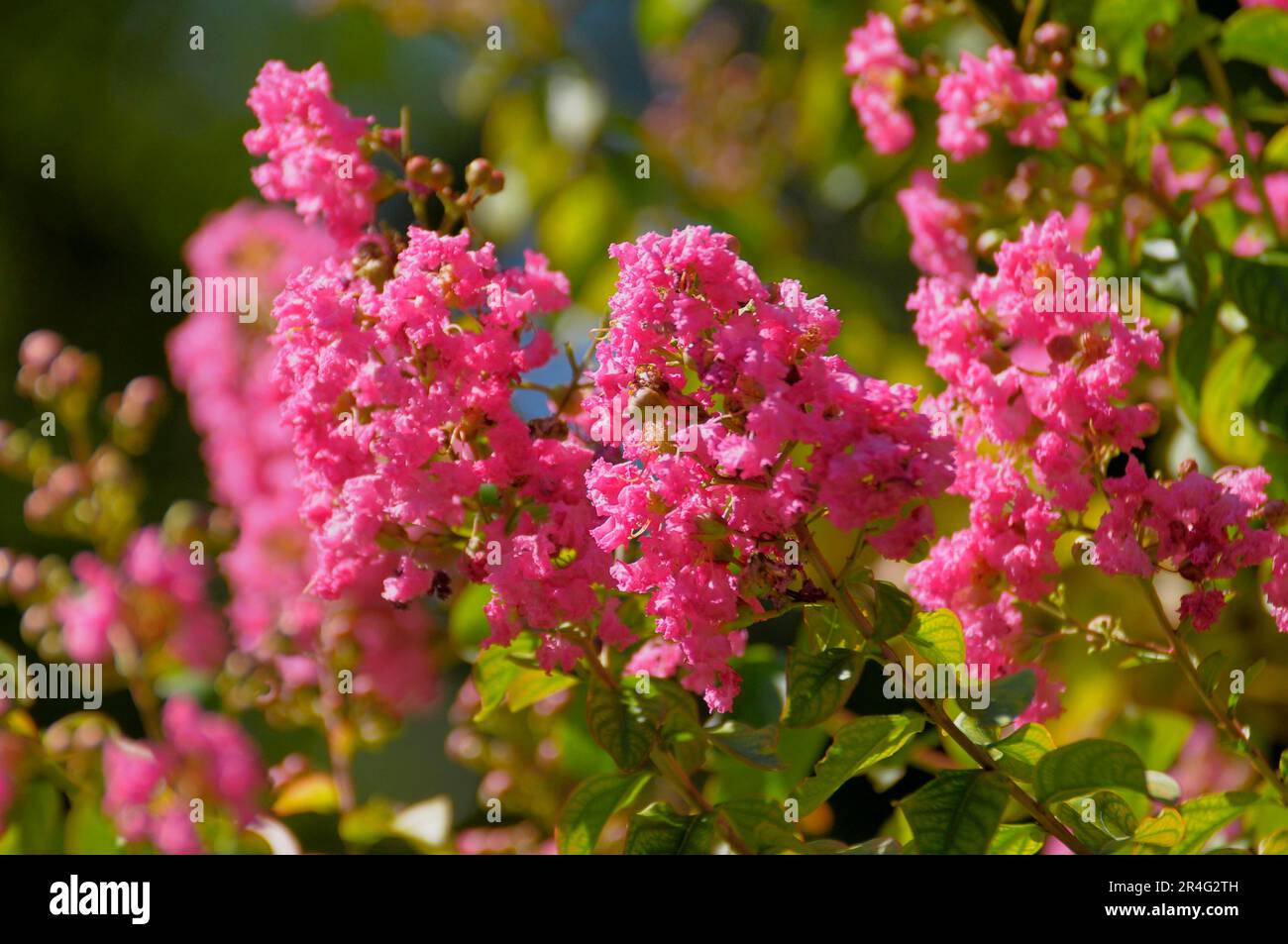 Bearing current (Lagerstroemia) indica, flowering, crepe myrtle Stock ...