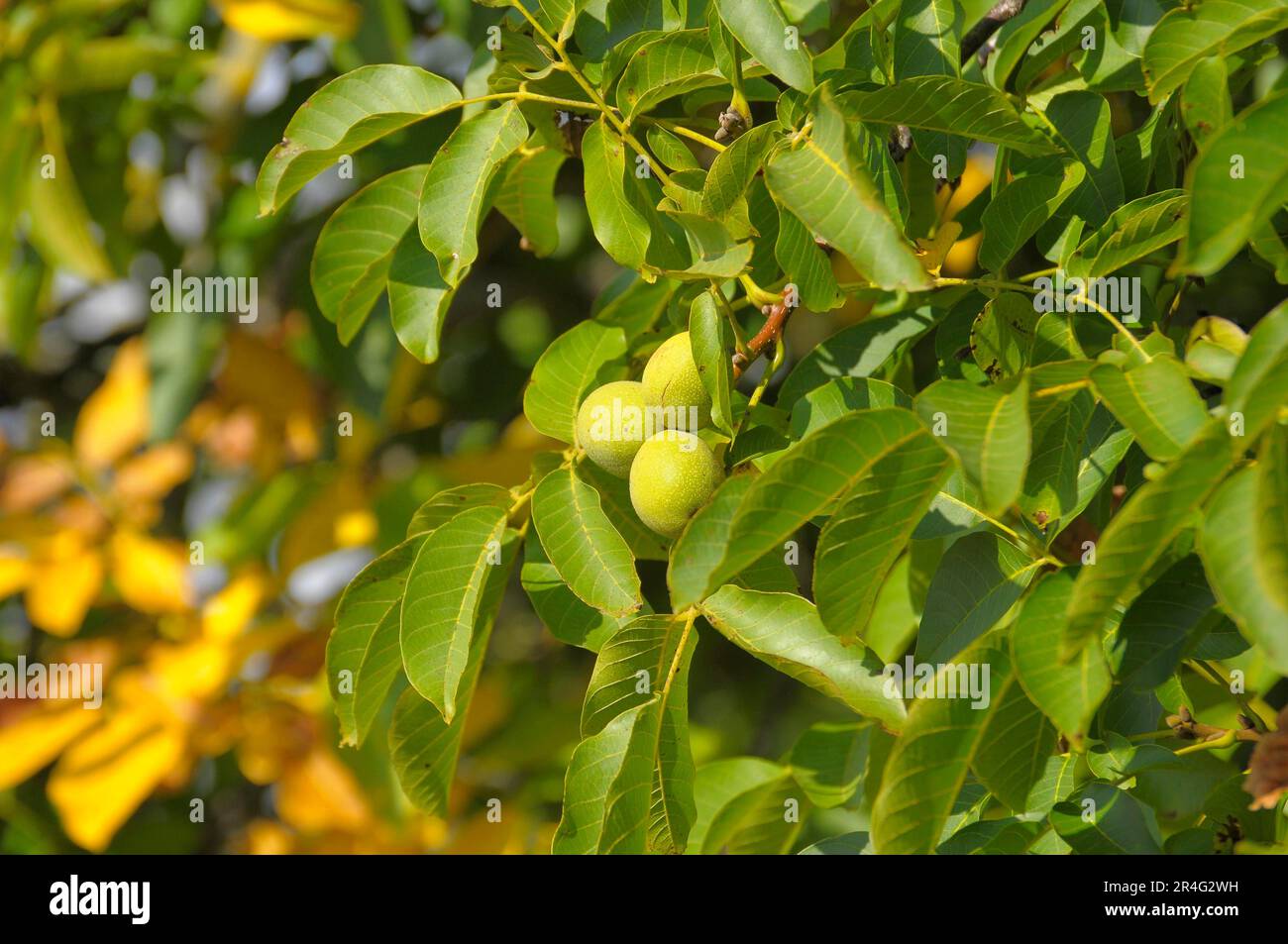 Elephant nut on a walnut branch in autumn Stock Photo - Alamy