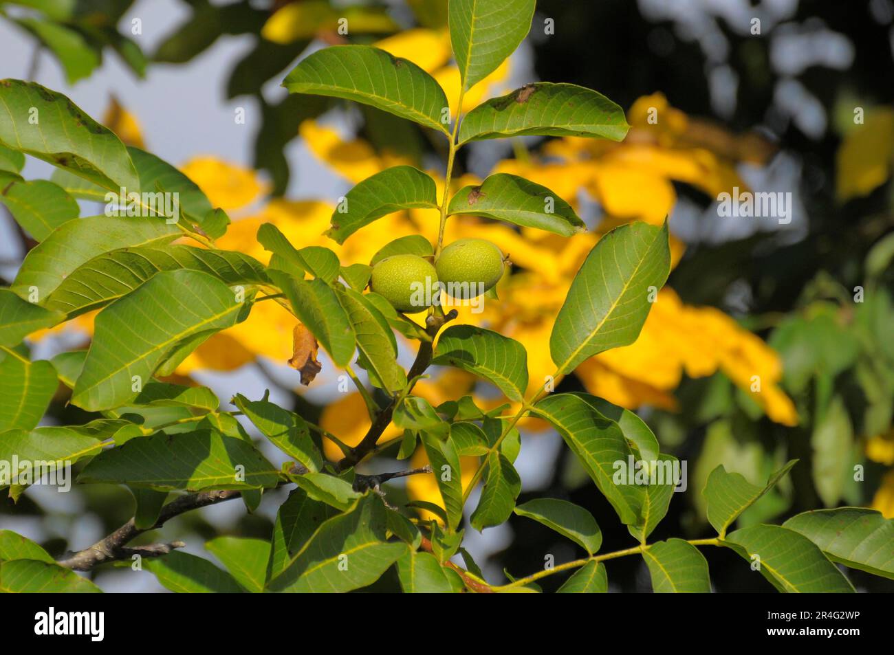 Elephant nut hi-res stock photography and images - Alamy