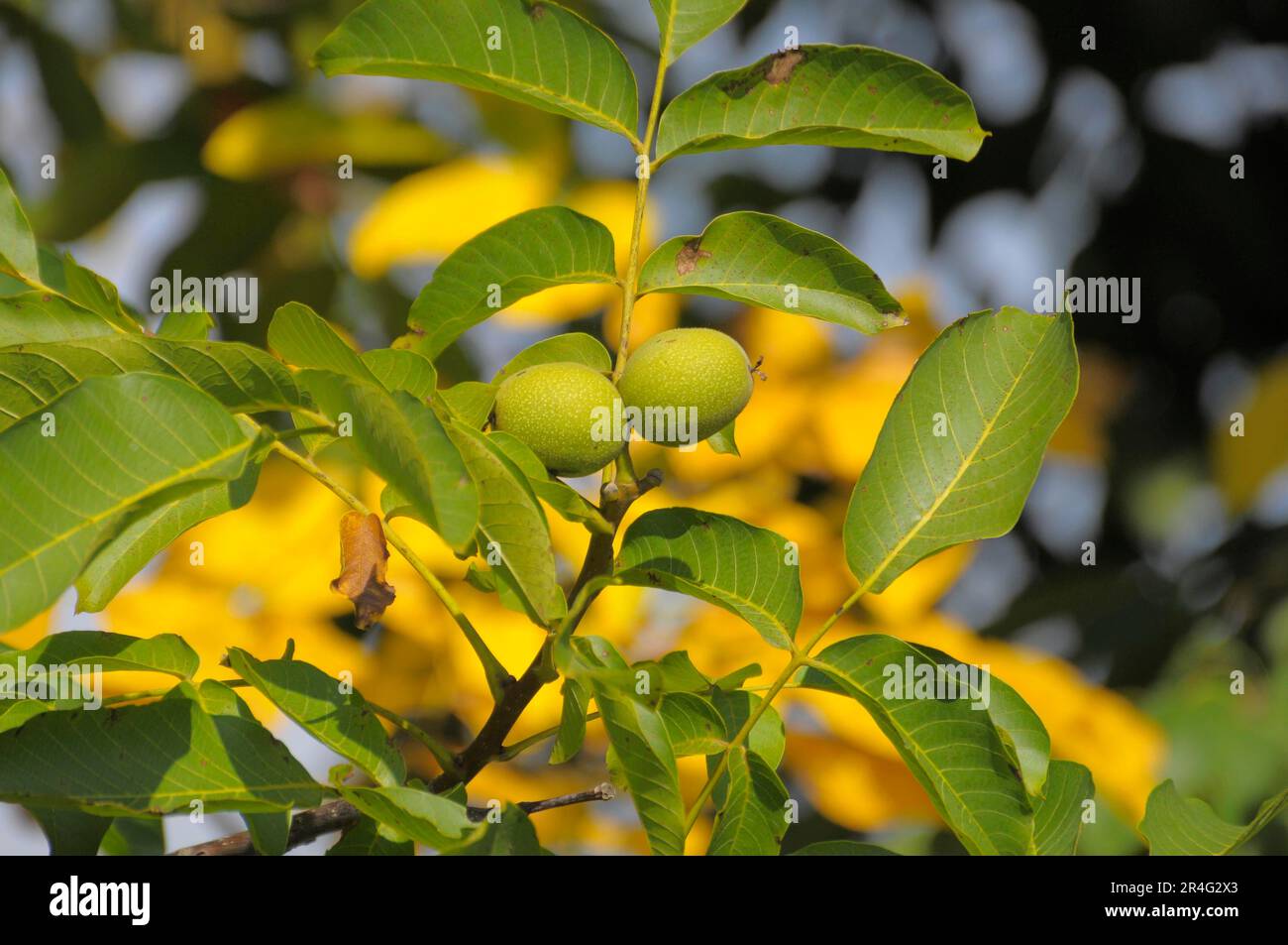 Elephant nut hi-res stock photography and images - Alamy