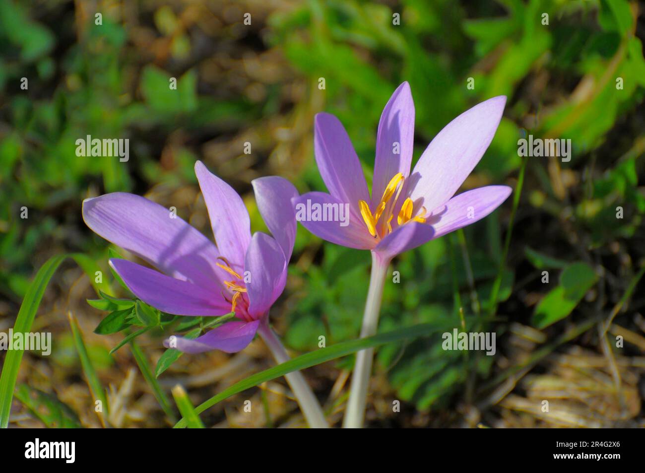 Autumn crocus flowering in meadow Stock Photo - Alamy