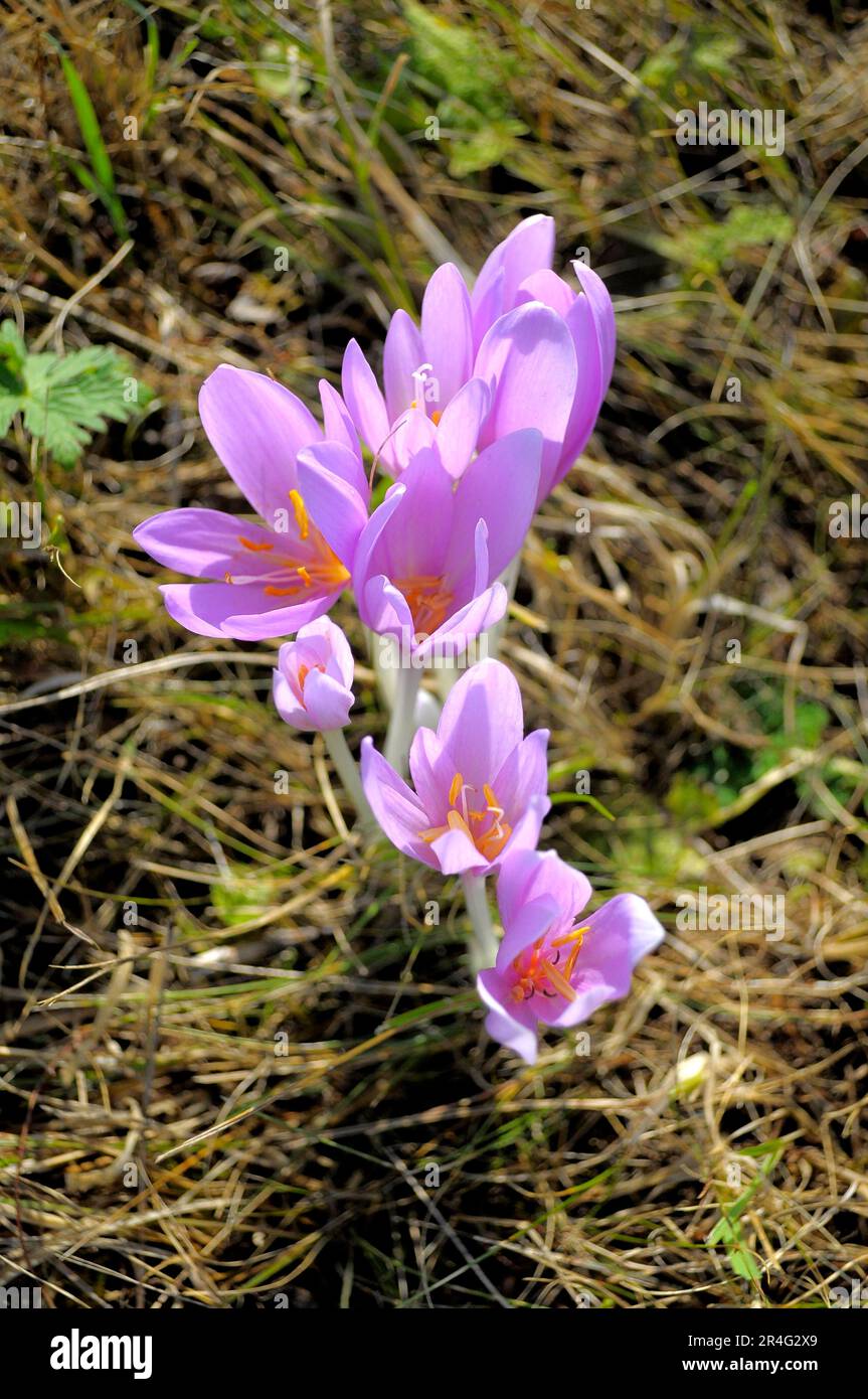 Autumn crocus flowering in meadow Stock Photo - Alamy