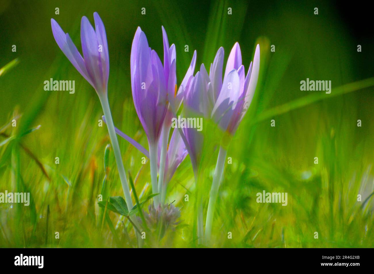Autumn crocus flowering in meadow Stock Photo - Alamy