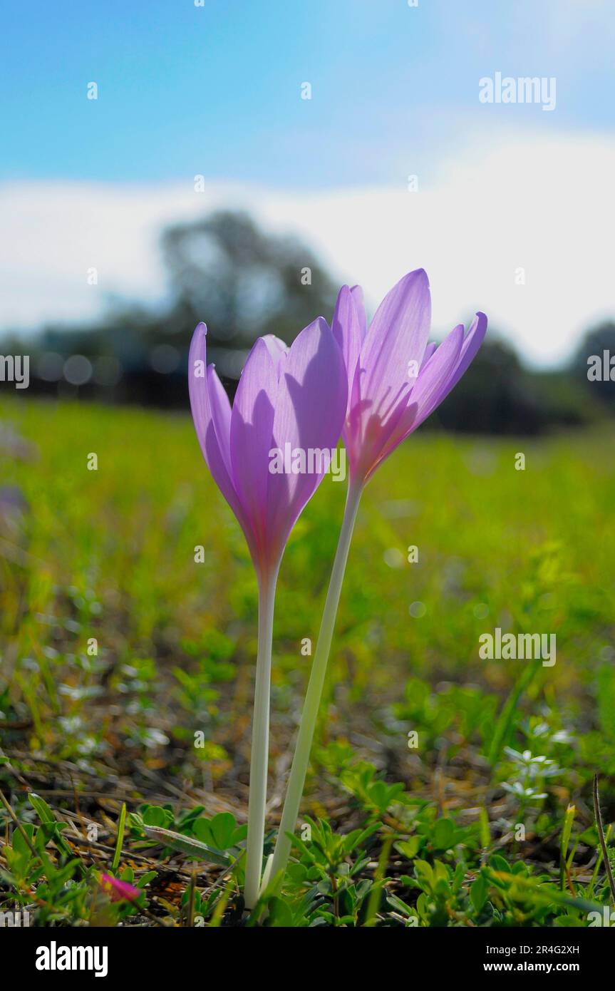 Autumn crocus flowering in meadow Stock Photo - Alamy