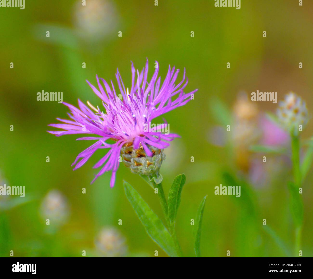 Common knapweed flowering in meadow Stock Photo - Alamy