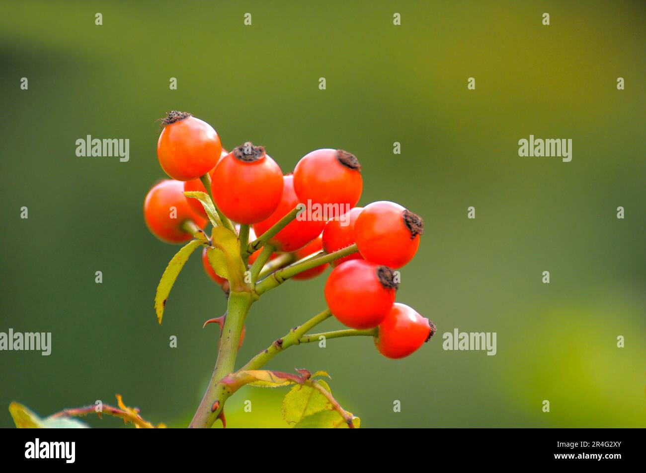Red rose hips on the bush in autumn Stock Photo - Alamy