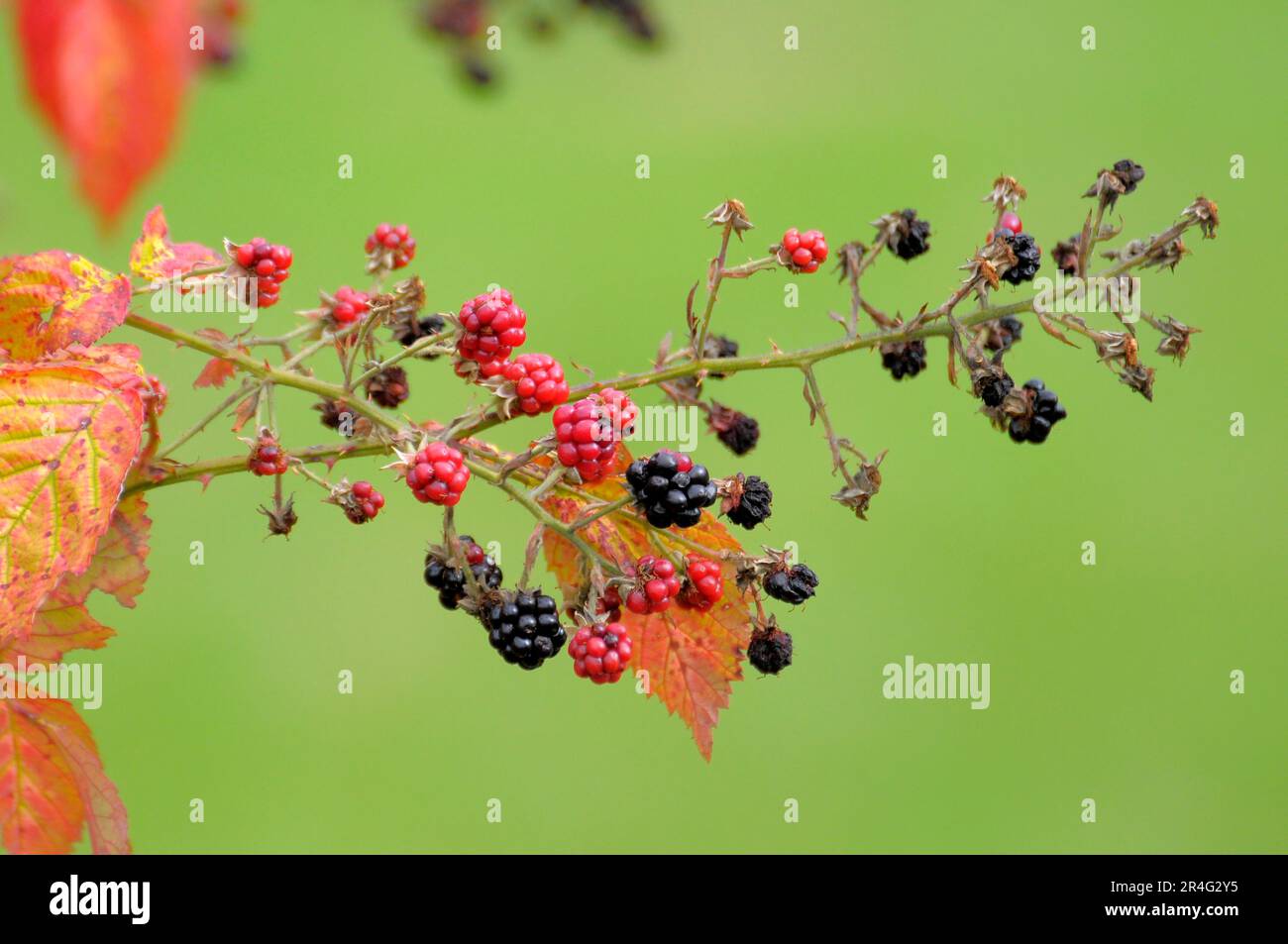Blackberry branch hi-res stock photography and images - Alamy