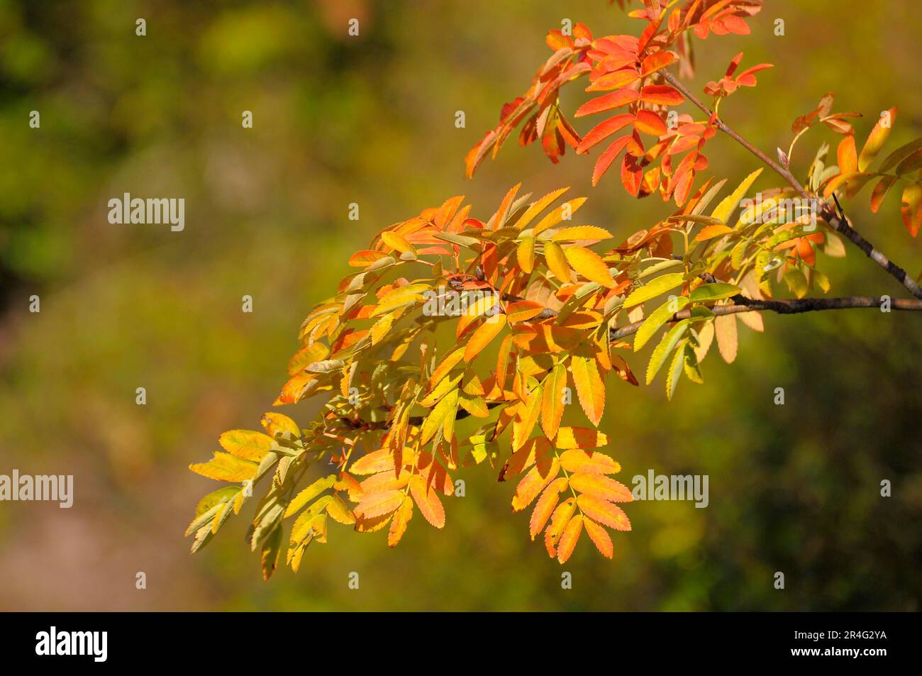 Vinegar tree hi-res stock photography and images - Alamy