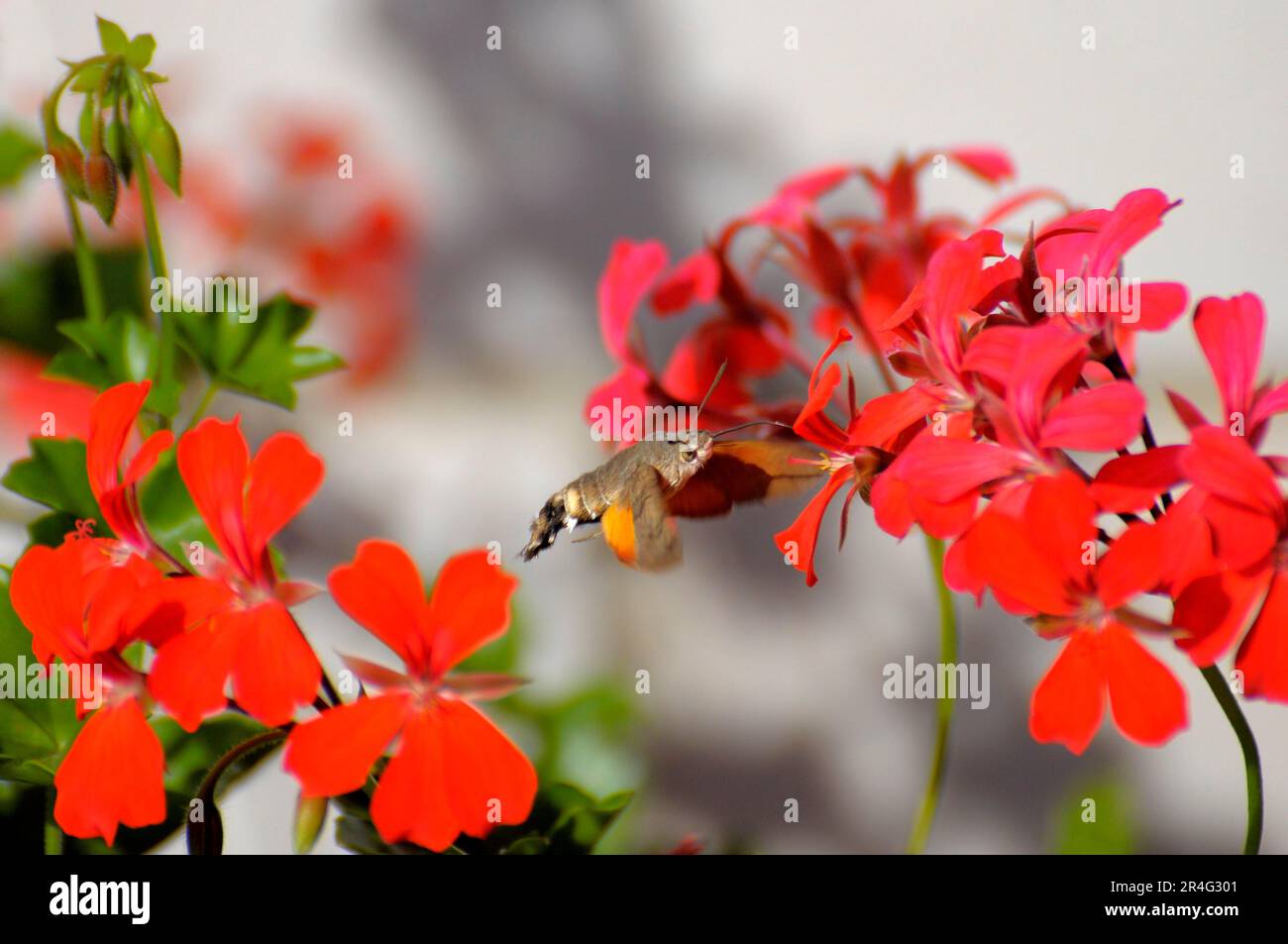 Butterfly : hummingbird hawk-moth (Macroglossum stellatarum) on ...