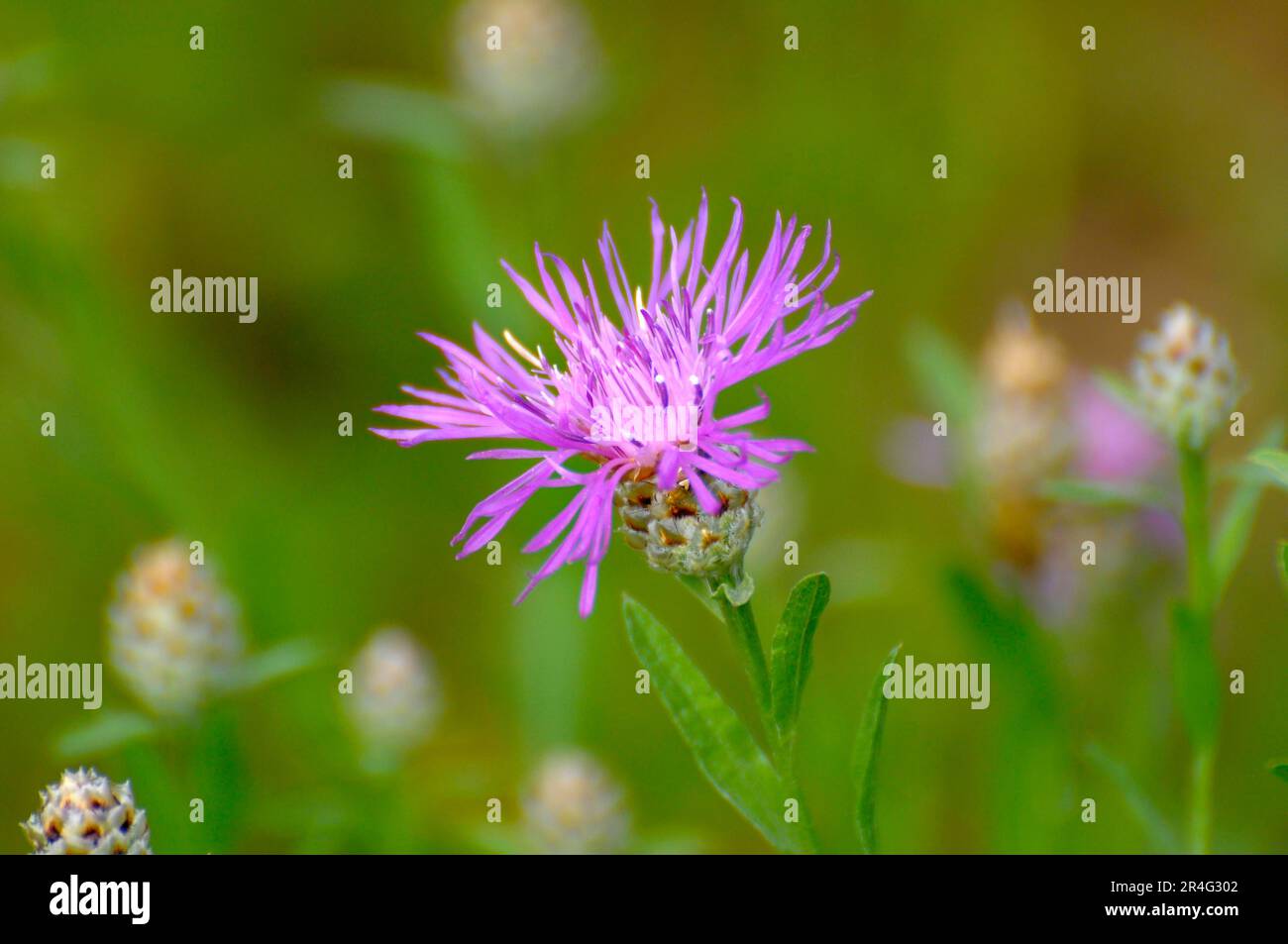 Common knapweed flowering in meadow Stock Photo - Alamy