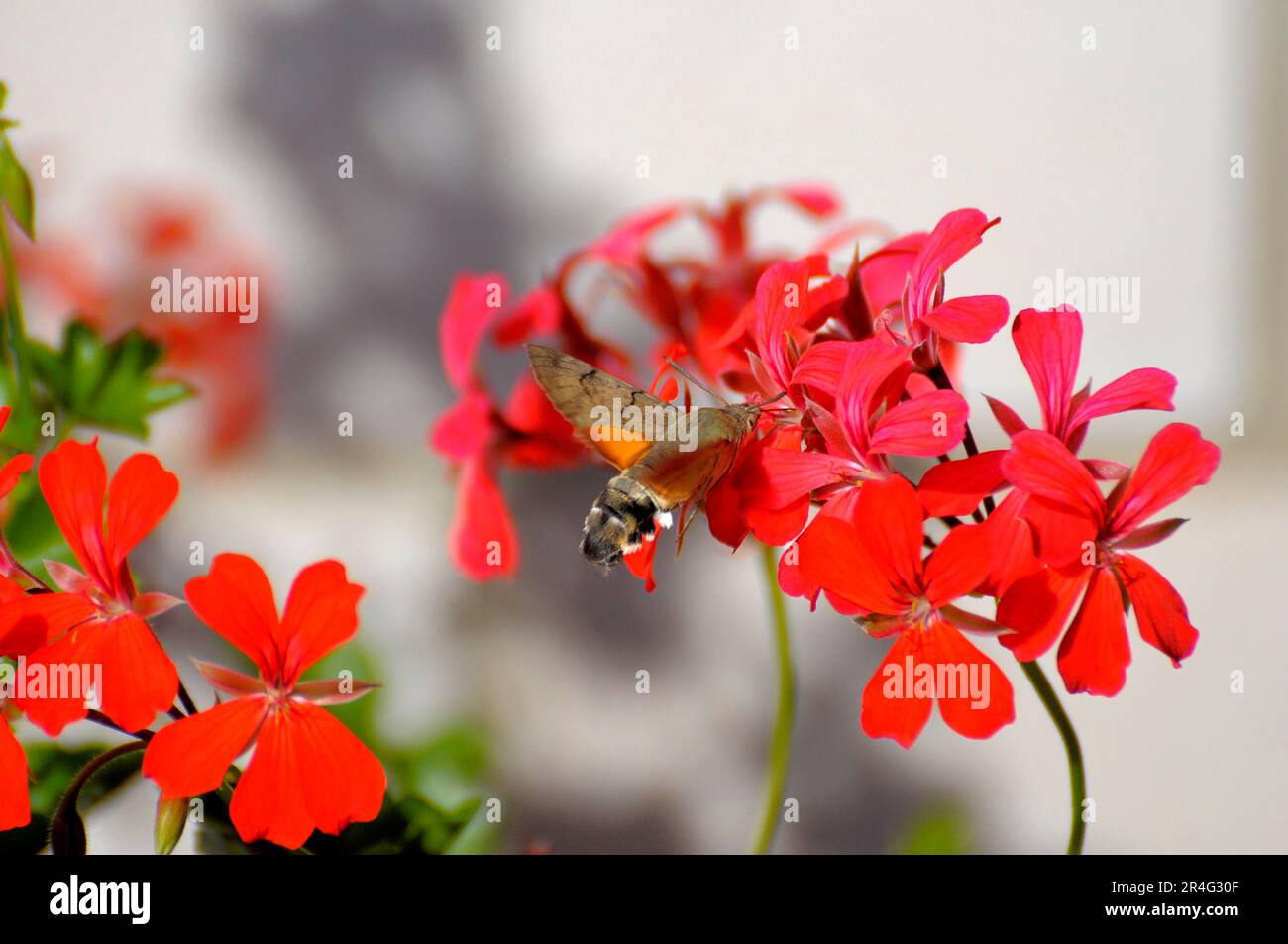 Butterfly : hummingbird hawk-moth (Macroglossum stellatarum) on ...