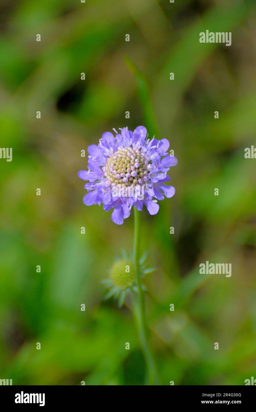 Blue Doves (Scabiosa) flowering Stock Photo - Alamy
