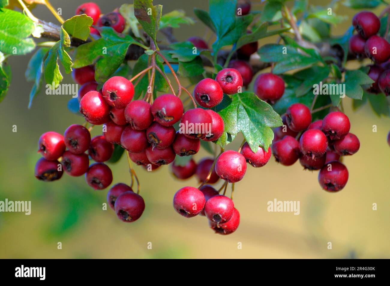 Hawthorn fruits in autumn hi-res stock photography and images - Alamy