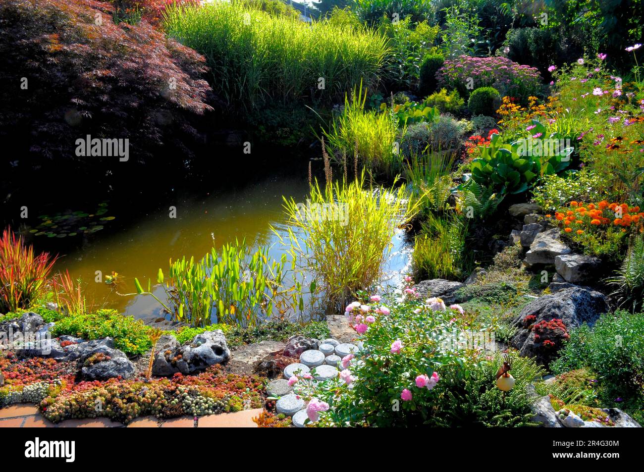 Early autumn flowering hi-res stock photography and images - Alamy