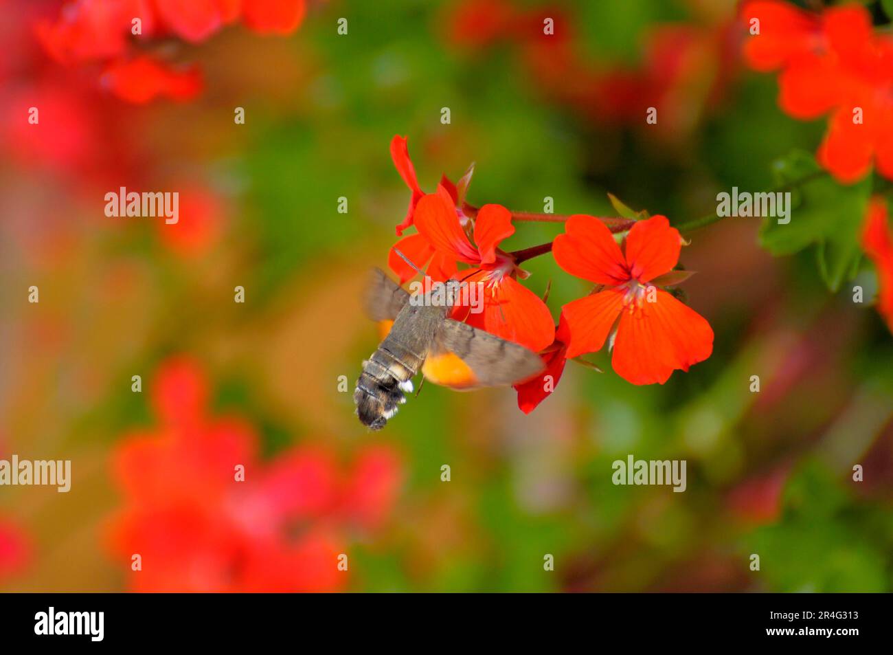 Butterfly : hummingbird hawk-moth (Macroglossum stellatarum) on ...