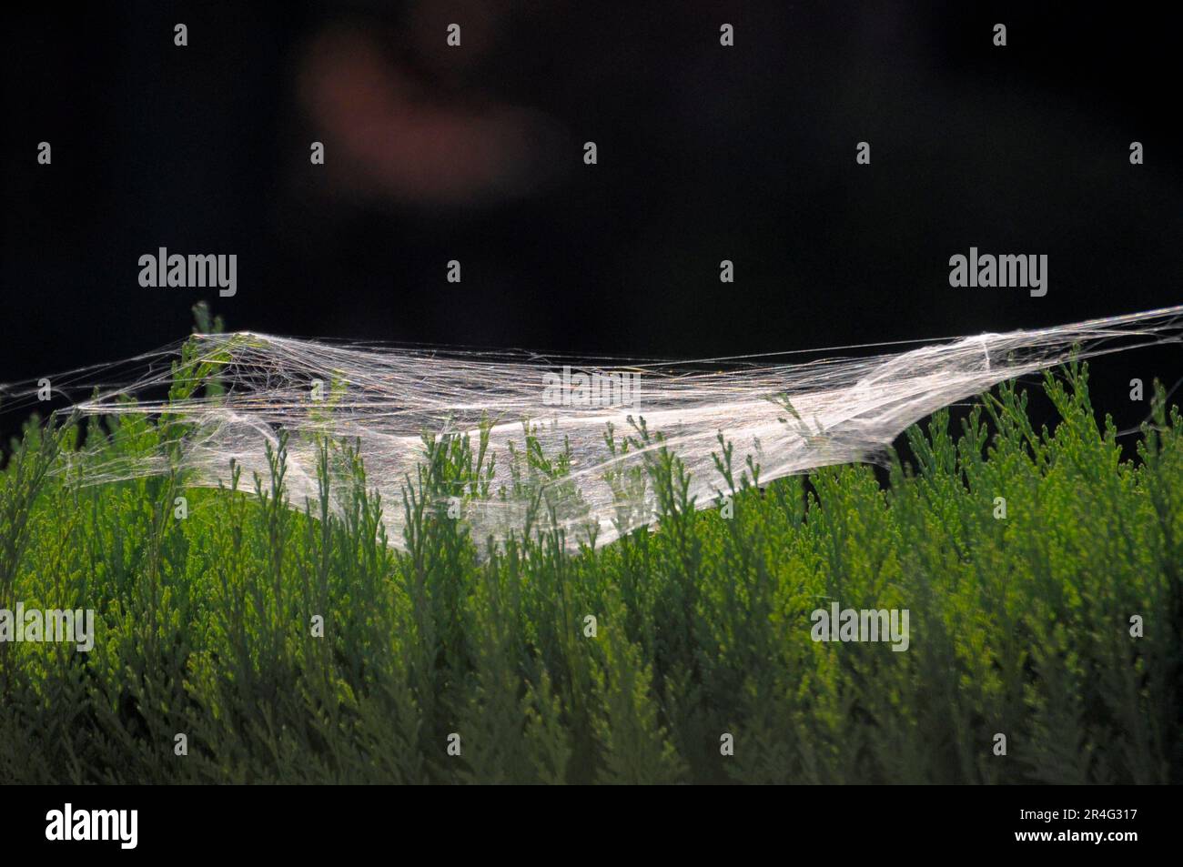 Thuja spider web hi-res stock photography and images - Alamy