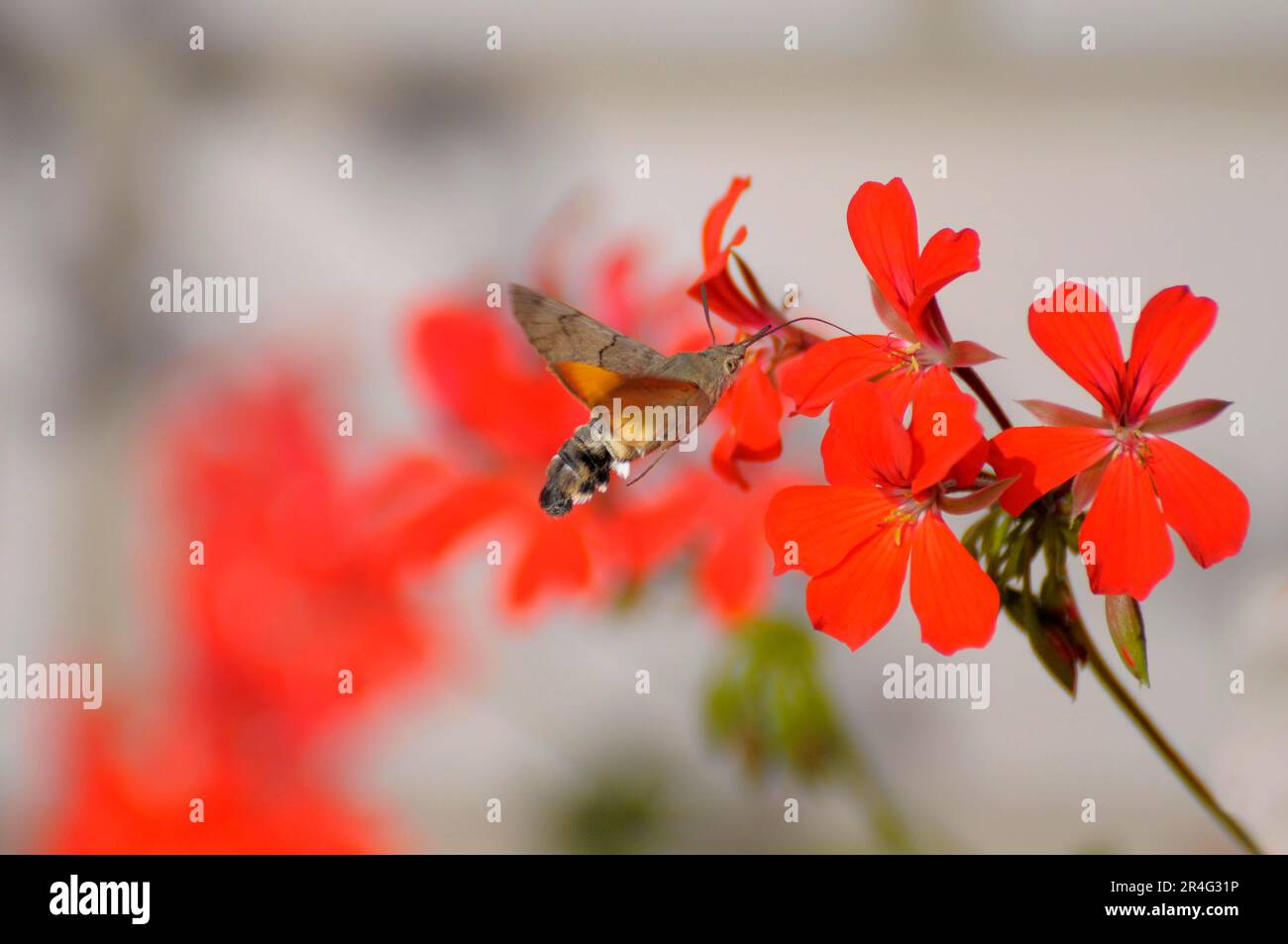 Butterfly : hummingbird hawk-moth (Macroglossum stellatarum) on ...