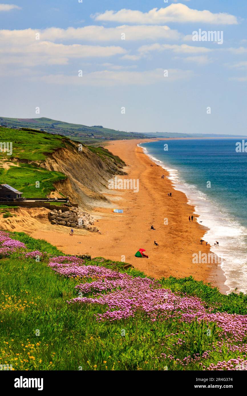 Spring cliff tops at Burton Bradstock on the Jurassic Coast are covered ...