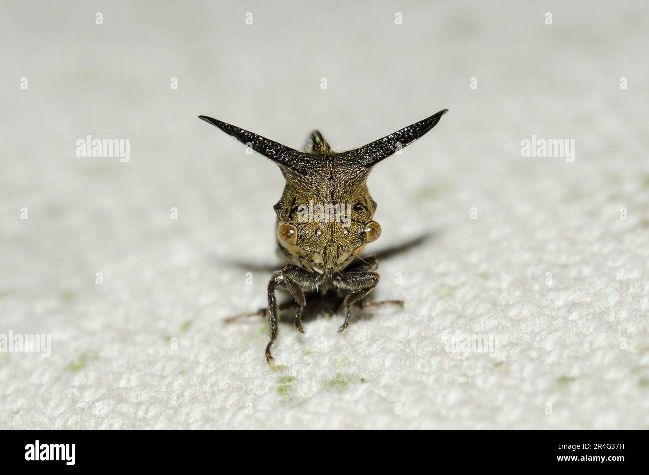 Horned Treehopper, Membracidae Family, with enlarged and ornate ...