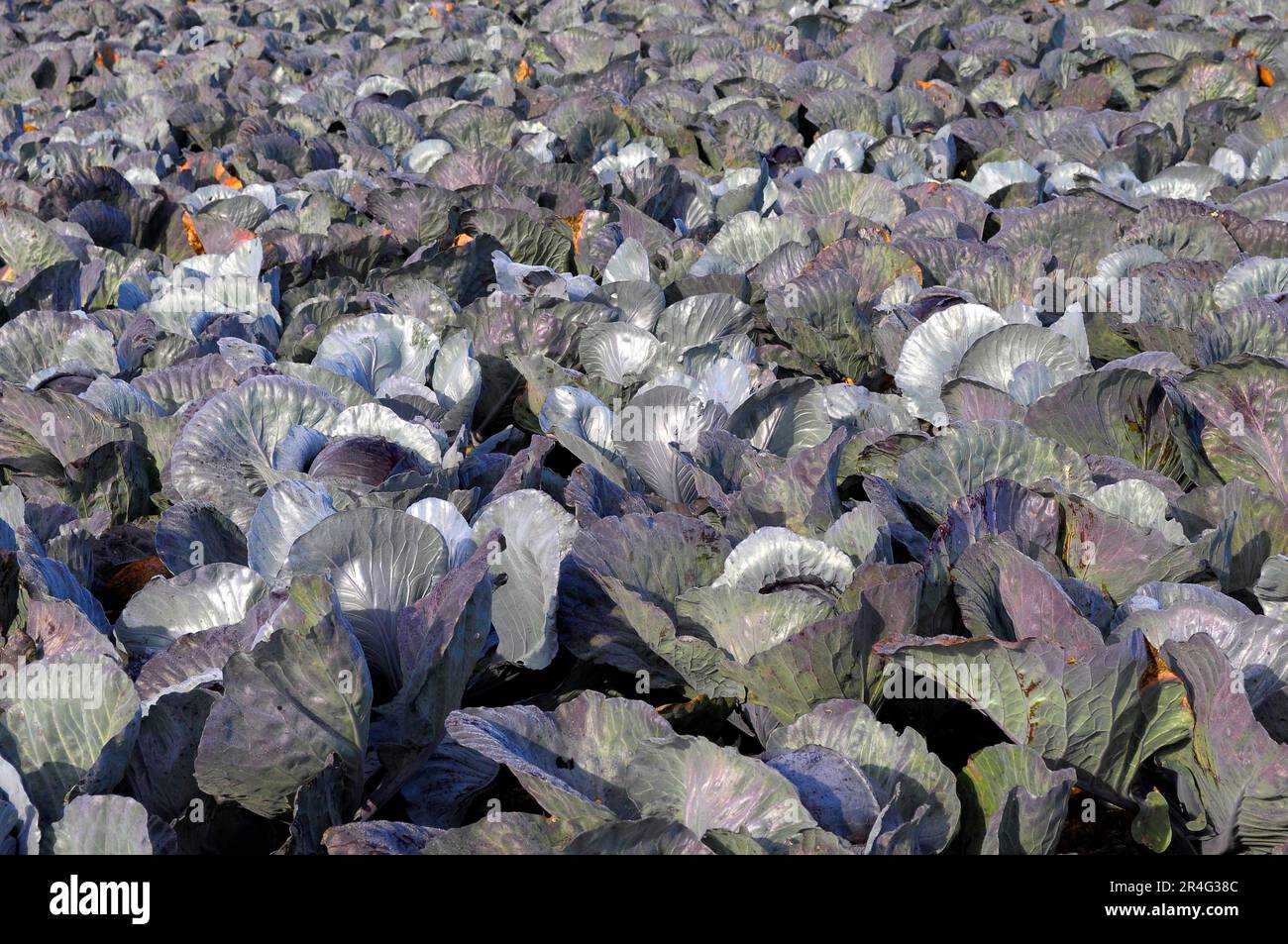 Blue cabbage, red cabbage field near Wuerzburg Bavaria, Franconia Stock ...