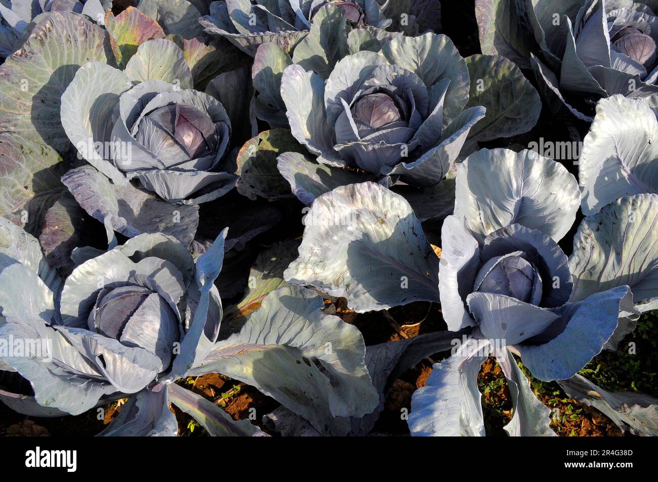 Blue cabbage, red cabbage field near Wuerzburg Bavaria, Franconia Stock ...