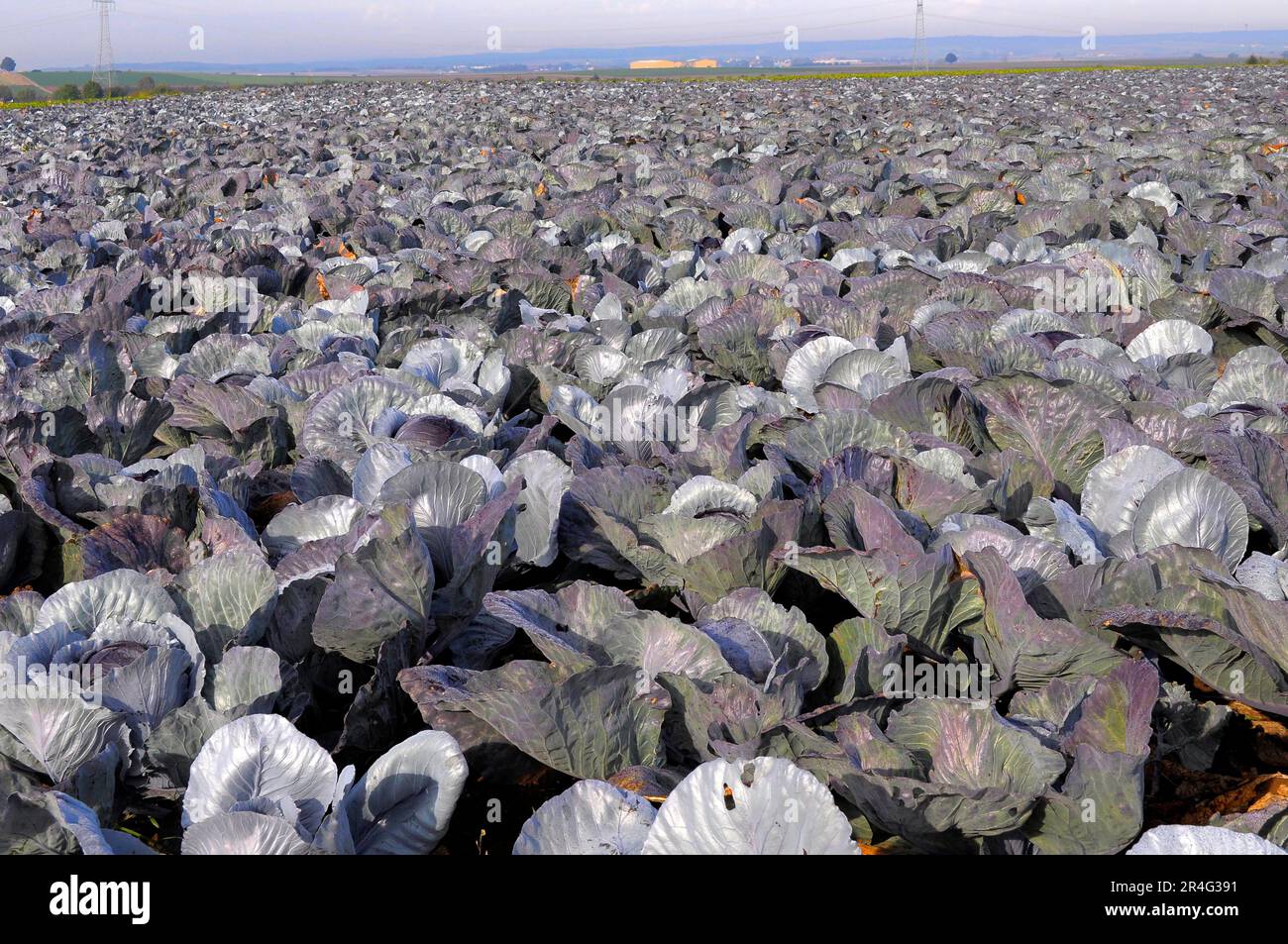 Blue cabbage, red cabbage field near Wuerzburg Bavaria, Franconia Stock ...