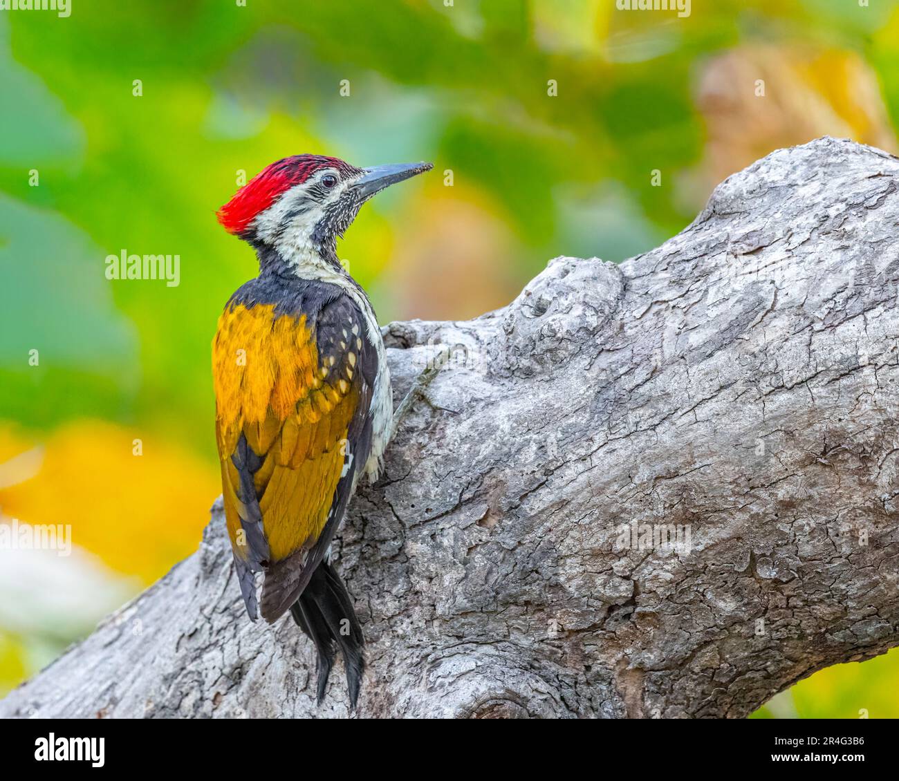 Red backed flameback woodpecker hi-res stock photography and images - Alamy