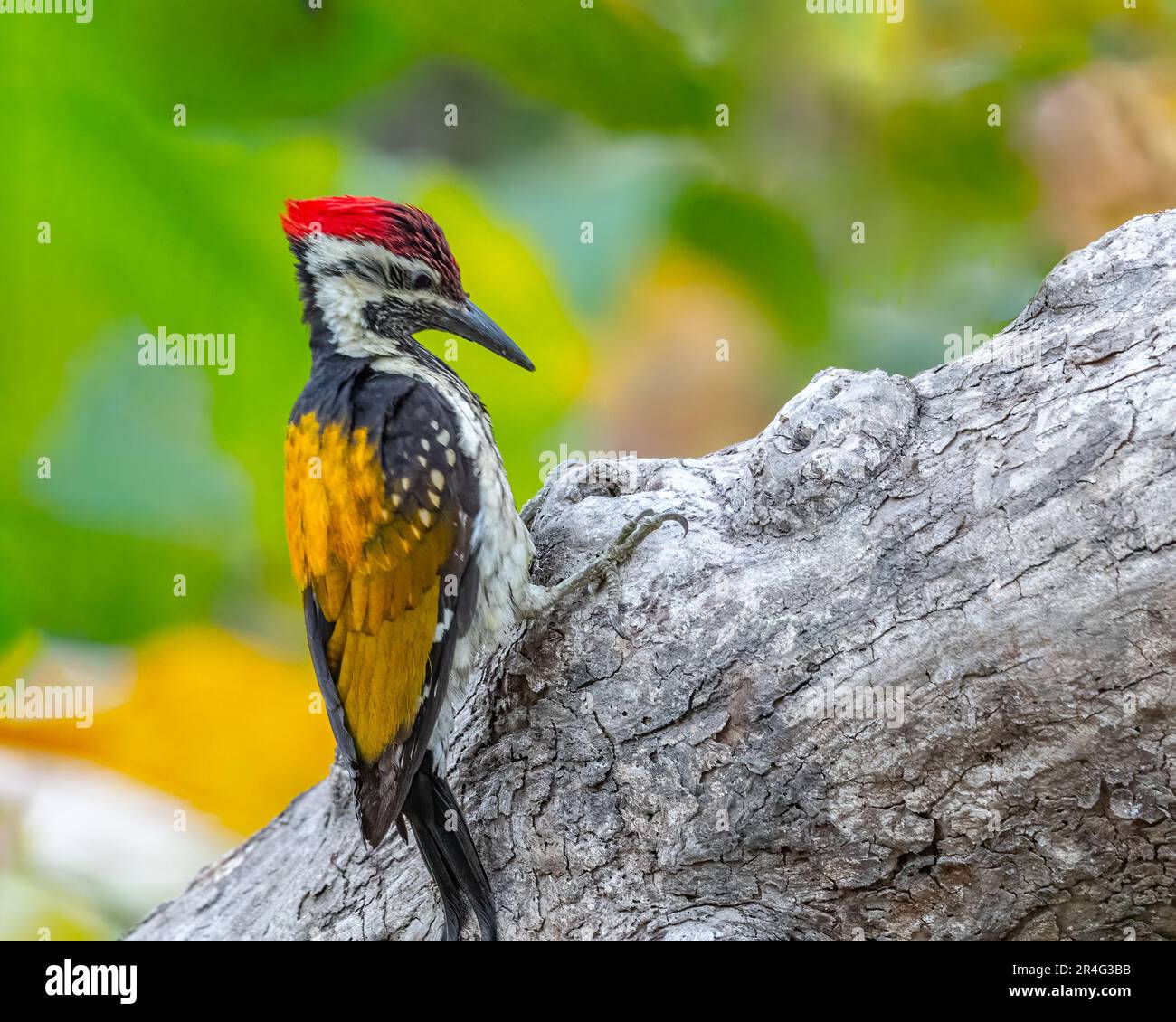 Red backed flameback hi-res stock photography and images - Alamy