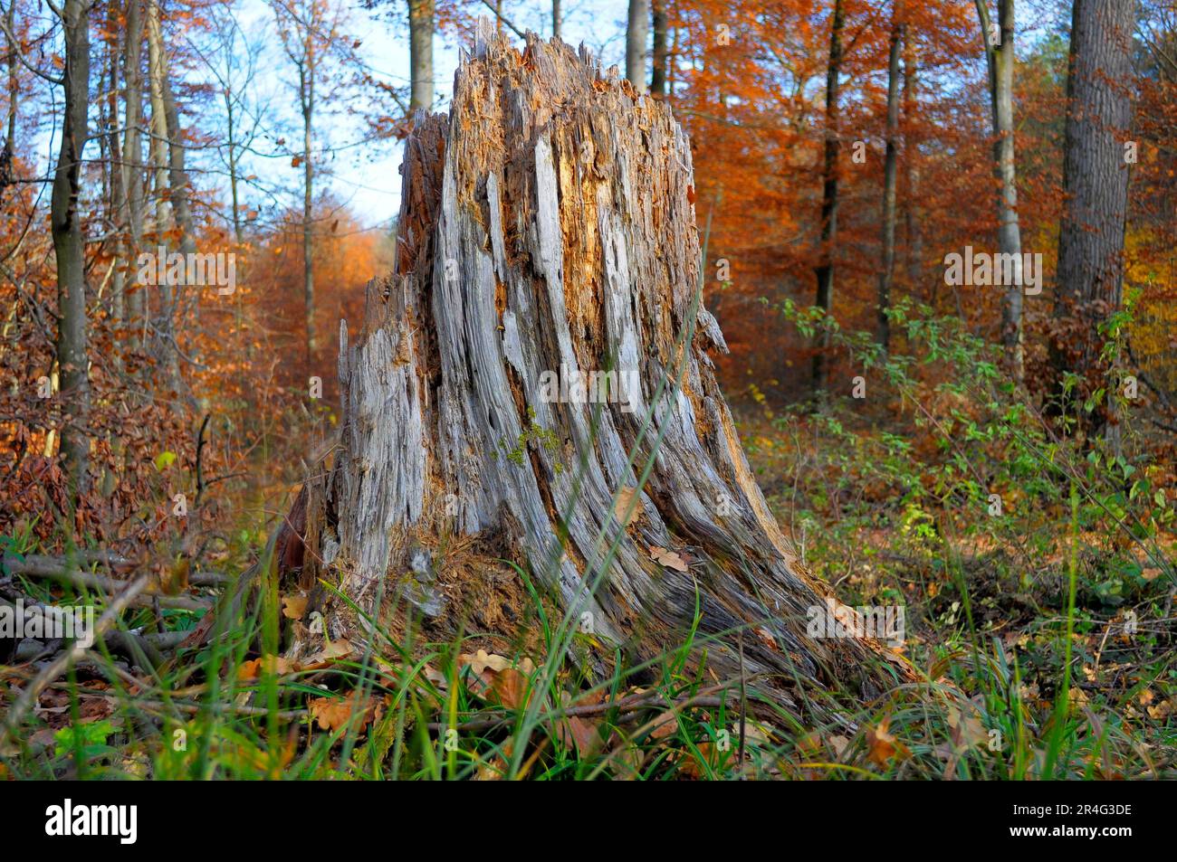 Maulbronn, deciduous forest in autumn, old rotten tree stump Stock ...