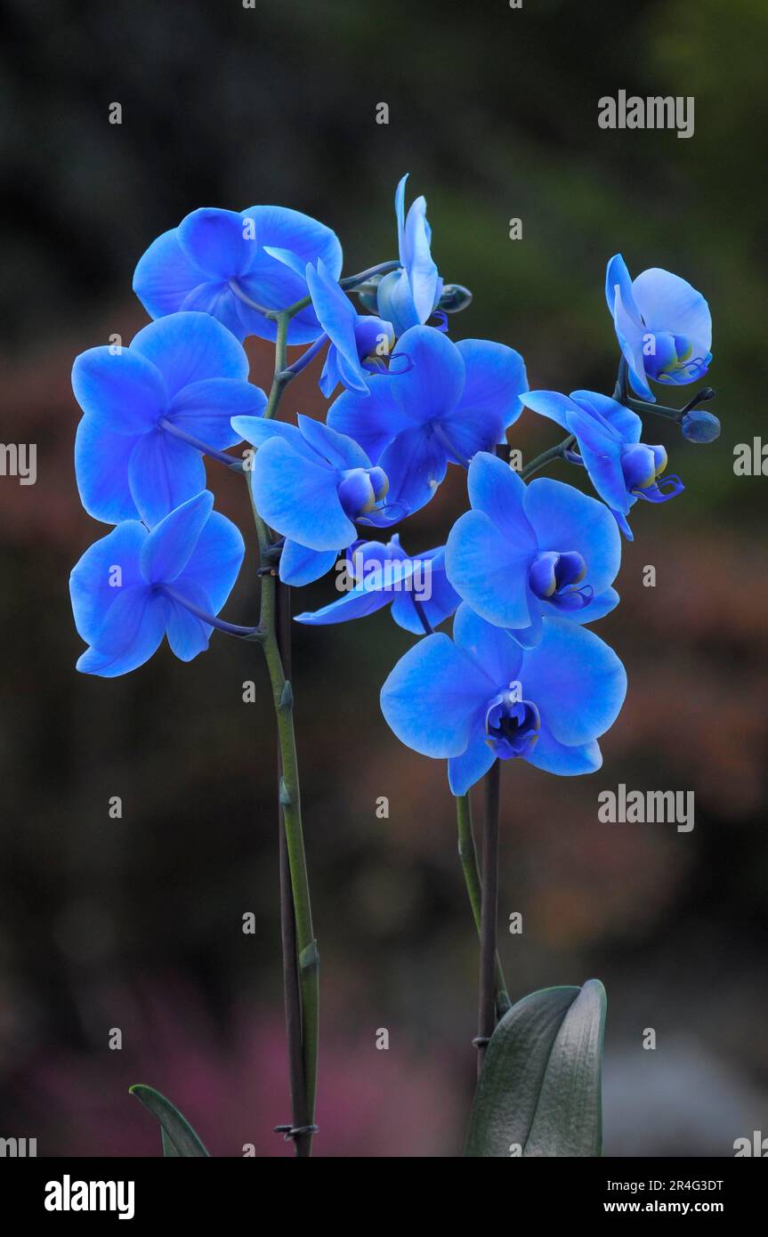 Malay flower blue coloured, Phalaenopsis Hybrid Stock Photo - Alamy