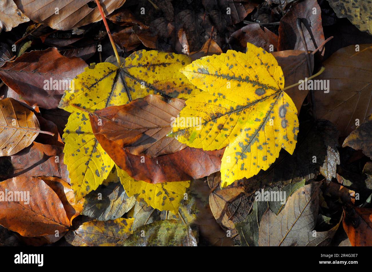 Colourful maple leaf hi-res stock photography and images - Alamy Colourful maple leaf hi-res stock photography and images - Alamy