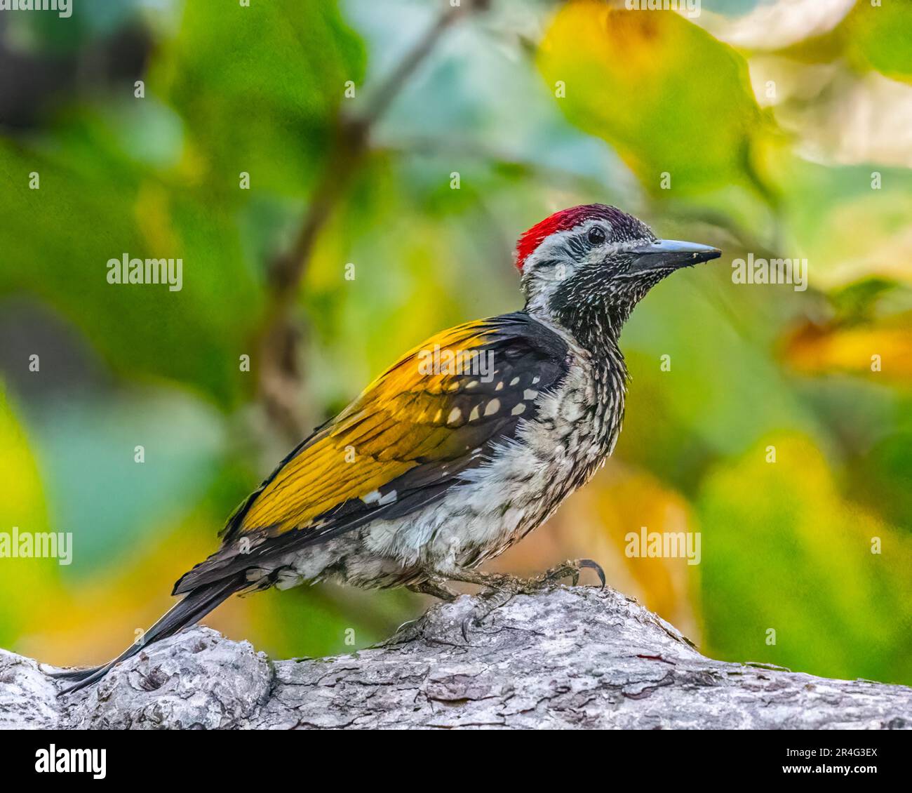 Red backed woodpecker perched hi-res stock photography and images - Alamy