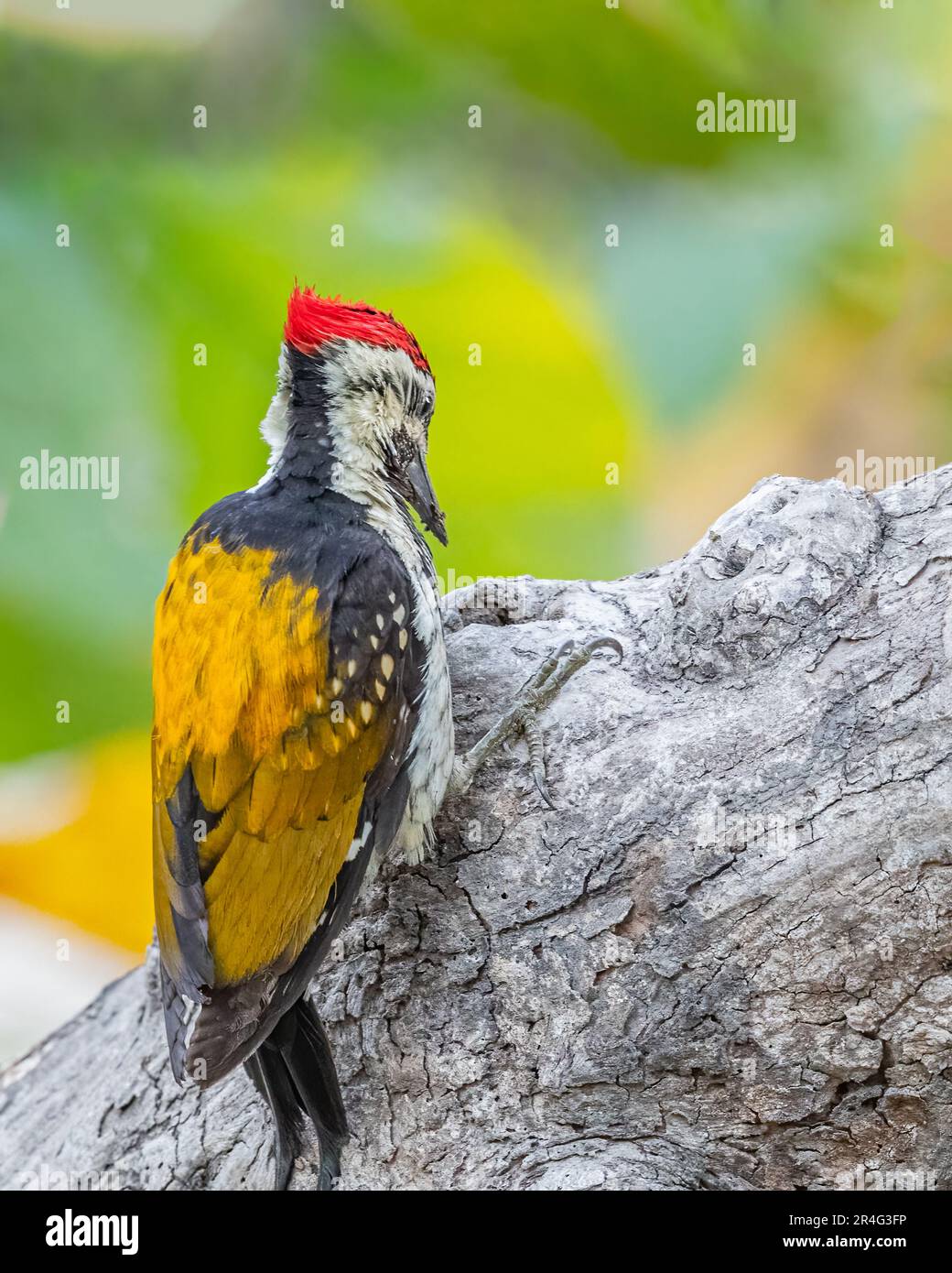 A Black Rumped Flameback woodpecker examining a tree trunk Stock Photo ...