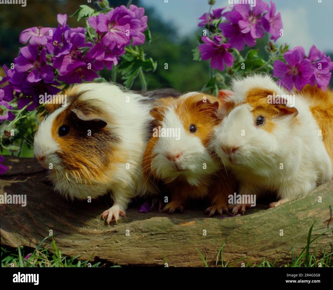 3 guinea pigs side by side, domestic guinea pig (Cavia porcellus form ...