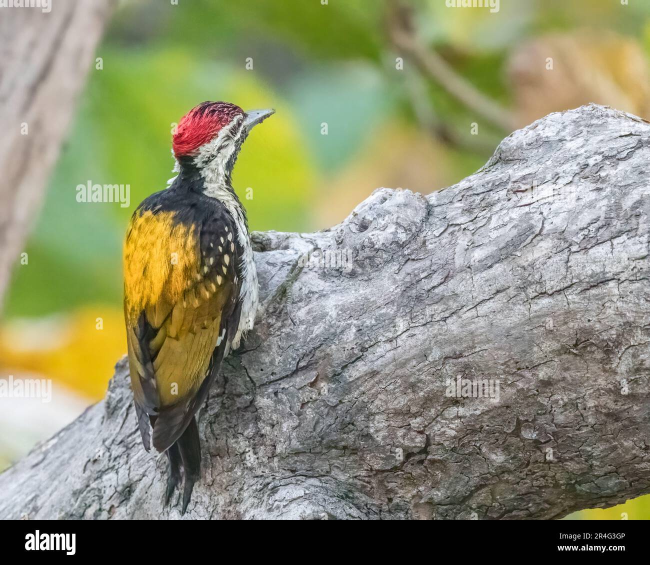 A Black Rumped Flameback woodpecker looking away Stock Photo - Alamy