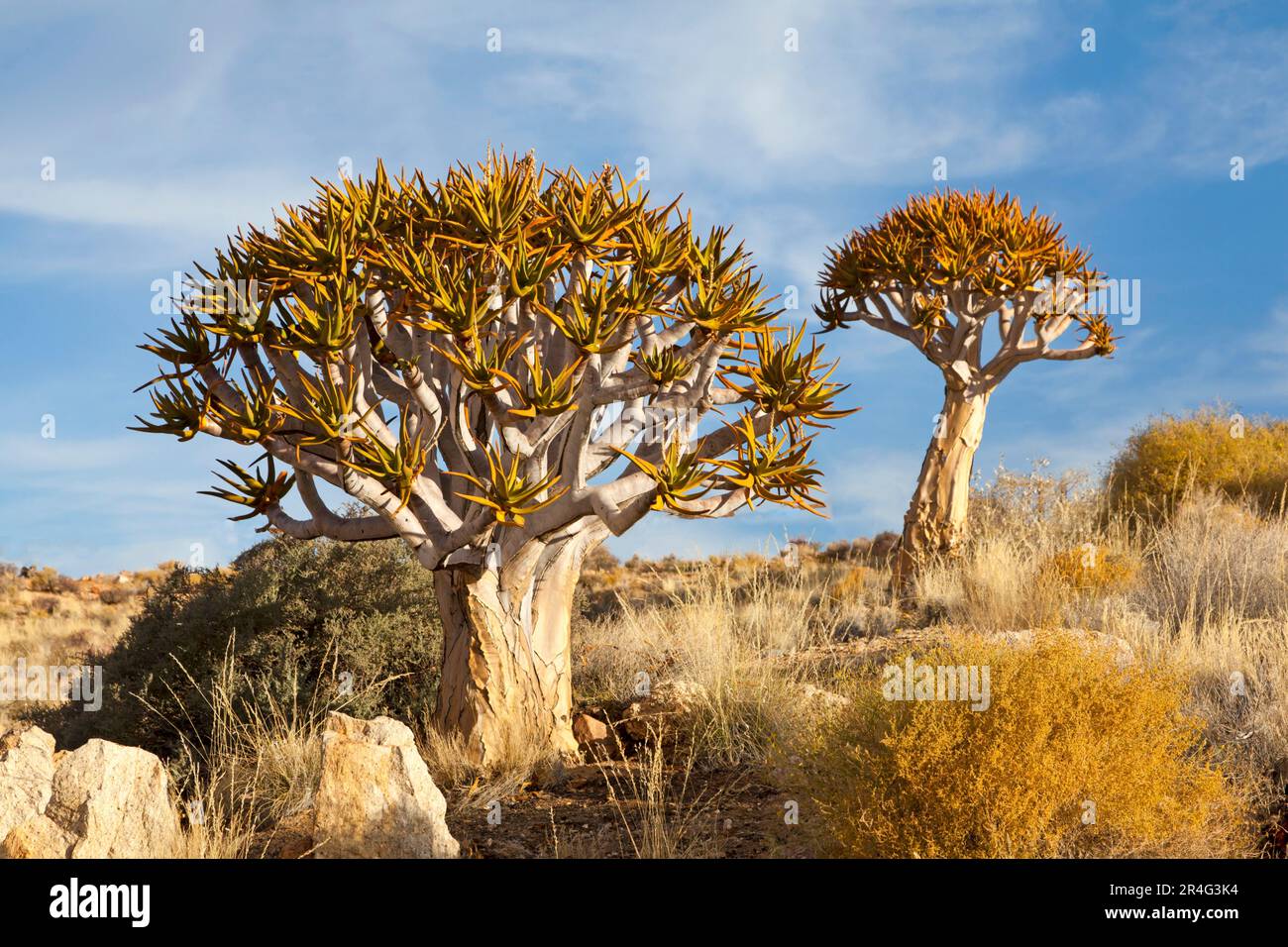 Flowering quiver trees hi-res stock photography and images - Alamy