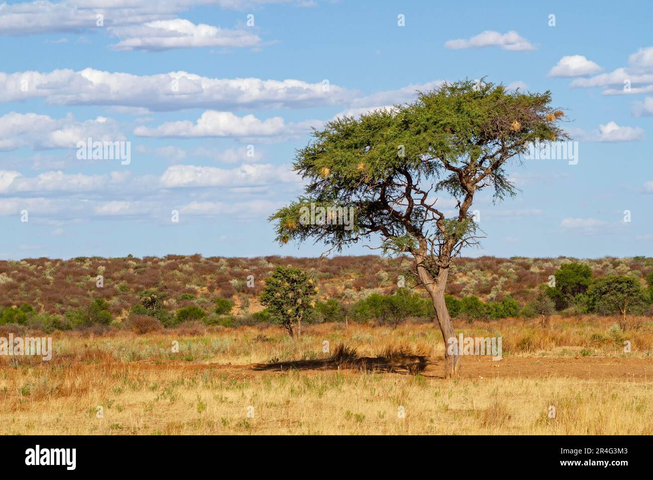 Landscape with camel thorn tree, Namibia Stock Photo - Alamy