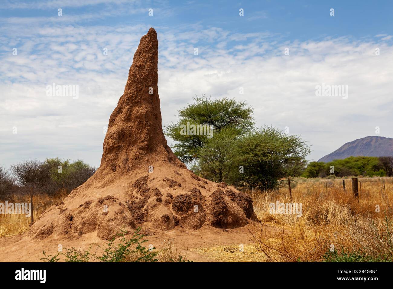 Mound building termite hi-res stock photography and images - Alamy